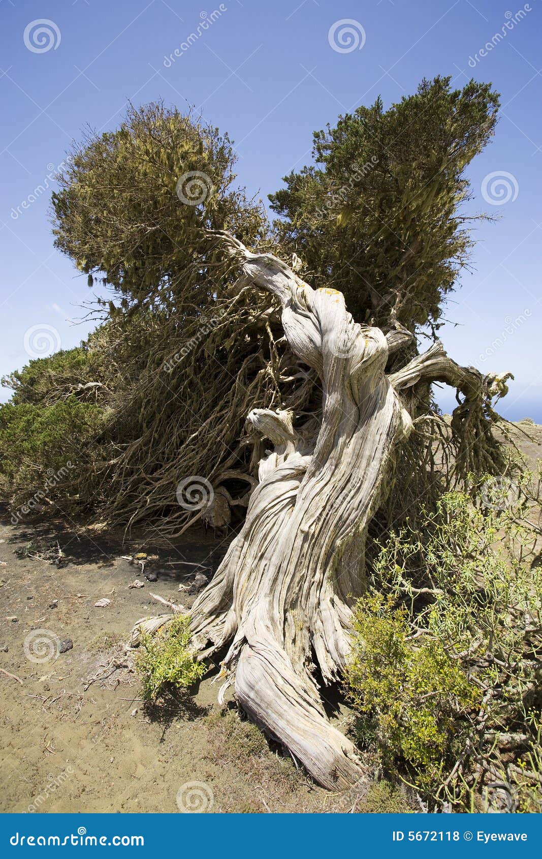 Old Wind Shaped Juniper Tree Stock Photo - Image of wind, sightseeing ...