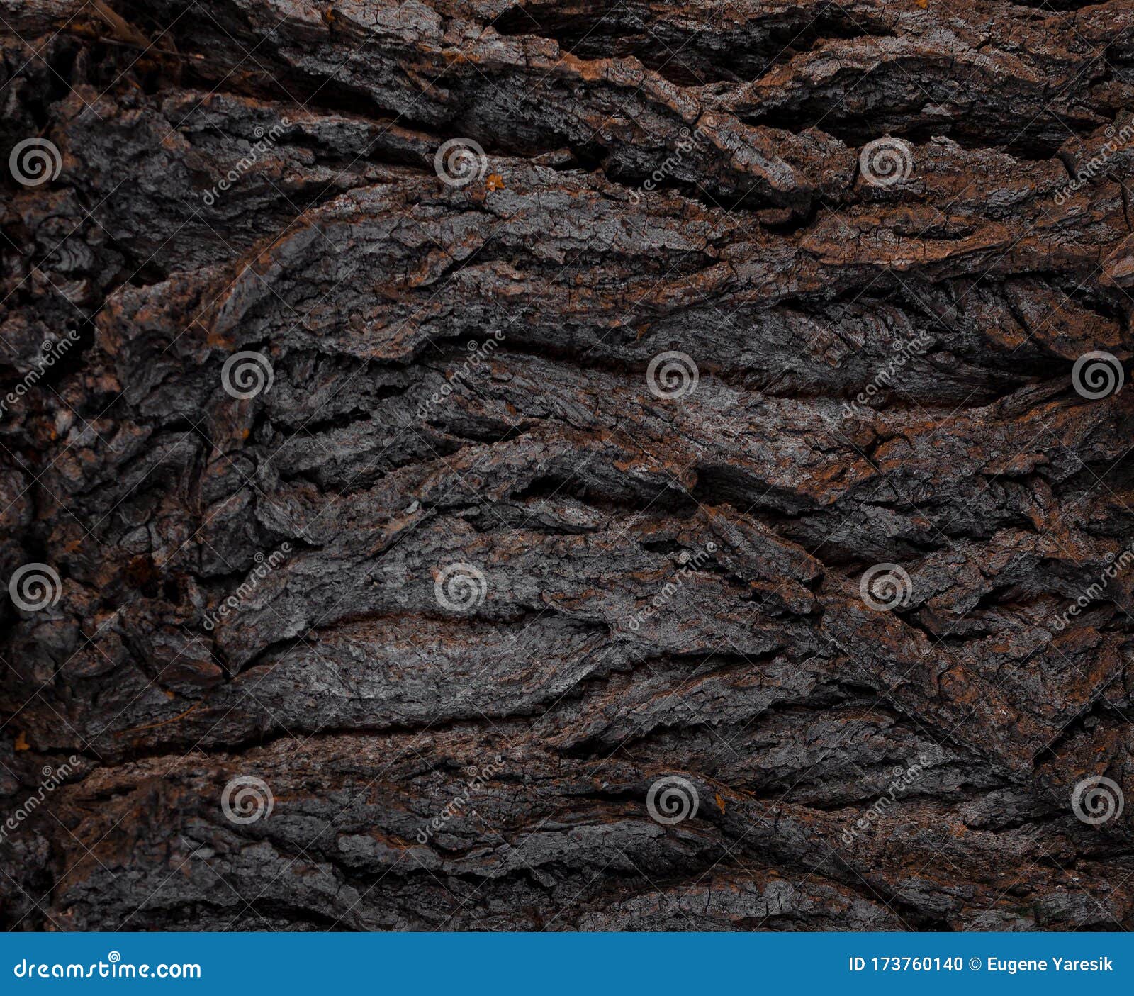 Old and Winding Tree Bark Shape Stock Photo - Image of shape, tree ...
