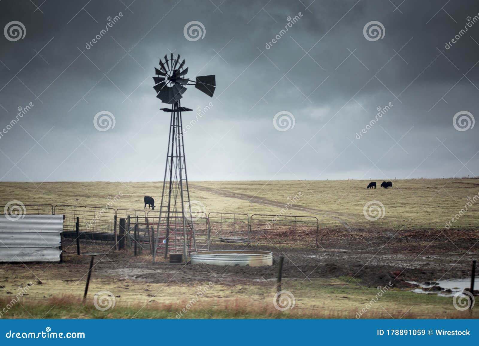 Windmill And Cattle In Texas Panhandle Royalty-Free Stock Photography ...