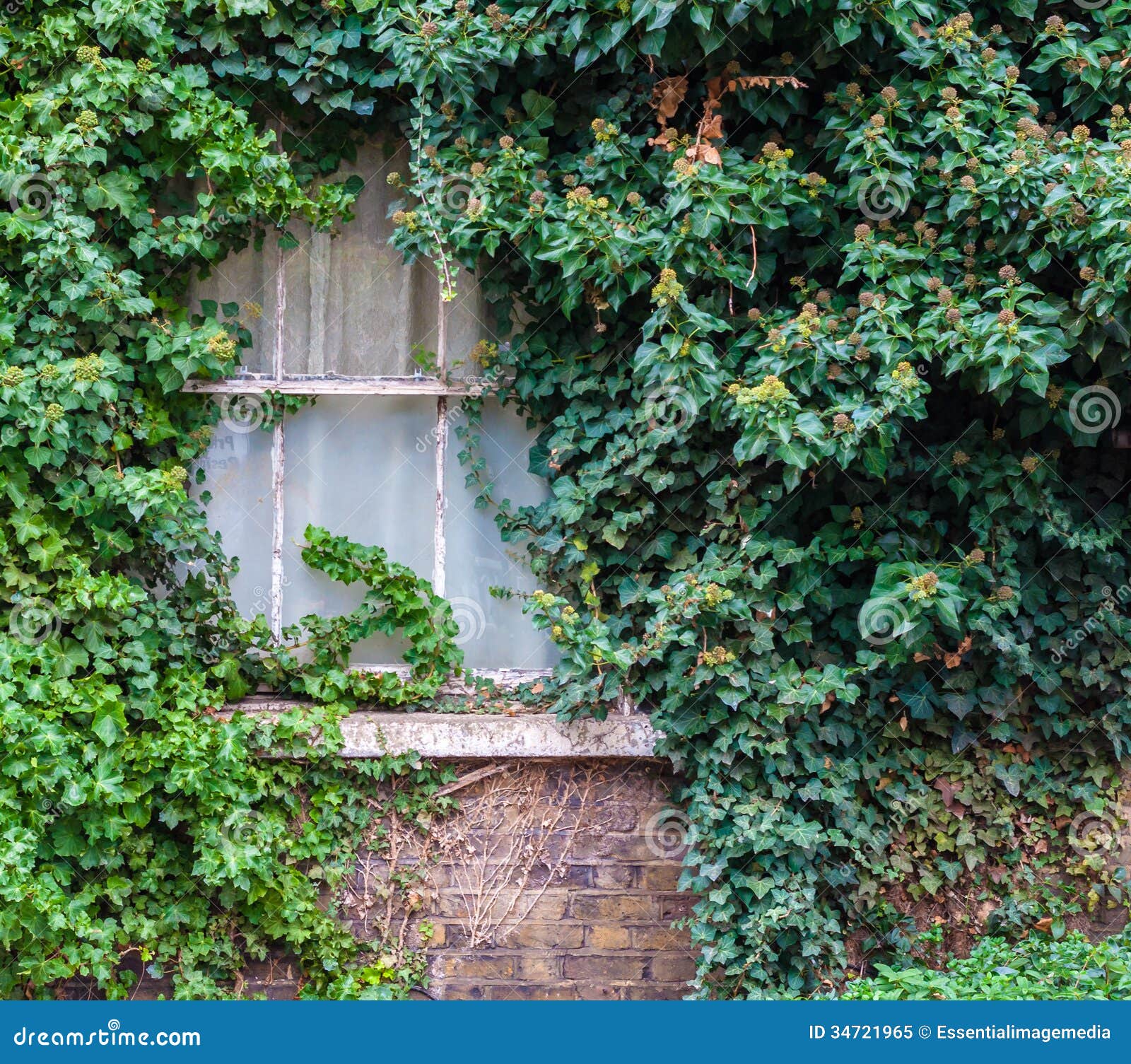 Old Window Covered in Ivy stock image. Image of building - 34721965