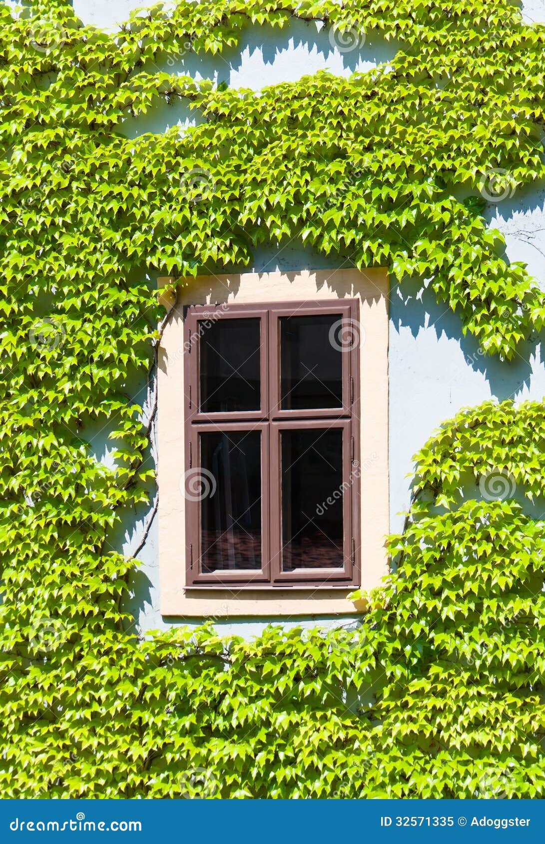 Window With Vine Plant Attached Stock Image | CartoonDealer.com #24436501