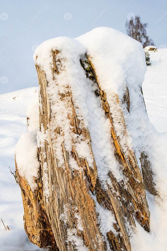 Old Windswept Decaying Tree Stump with Snow Stock Image - Image of ...