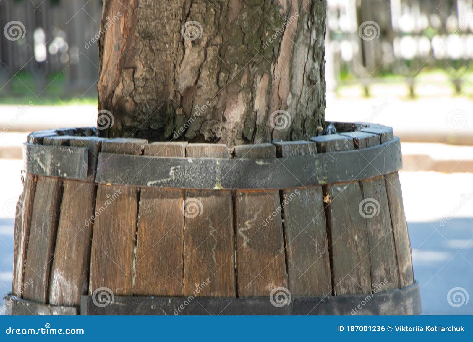 Old Wine Barrel Around a Tree in the City Center Stock Photo - Image of ...