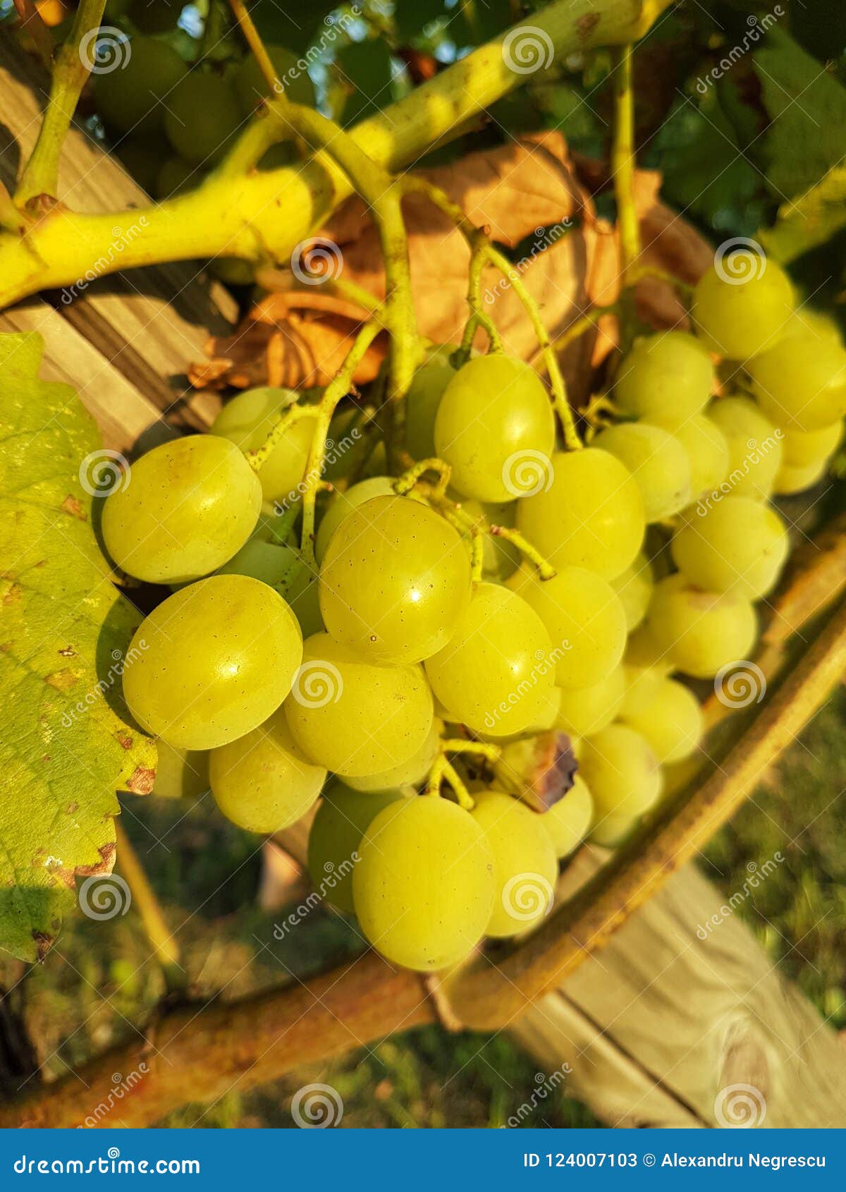 Old Wine Wine Cellar Grape Wine Winery Stock Image - Image of bottle ...