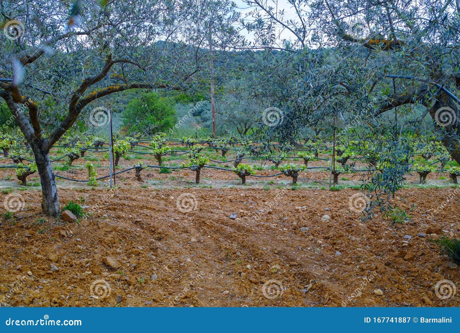 Old Wine Grape Plants in Rows in Vineyard and Olive Tree Grove in ...