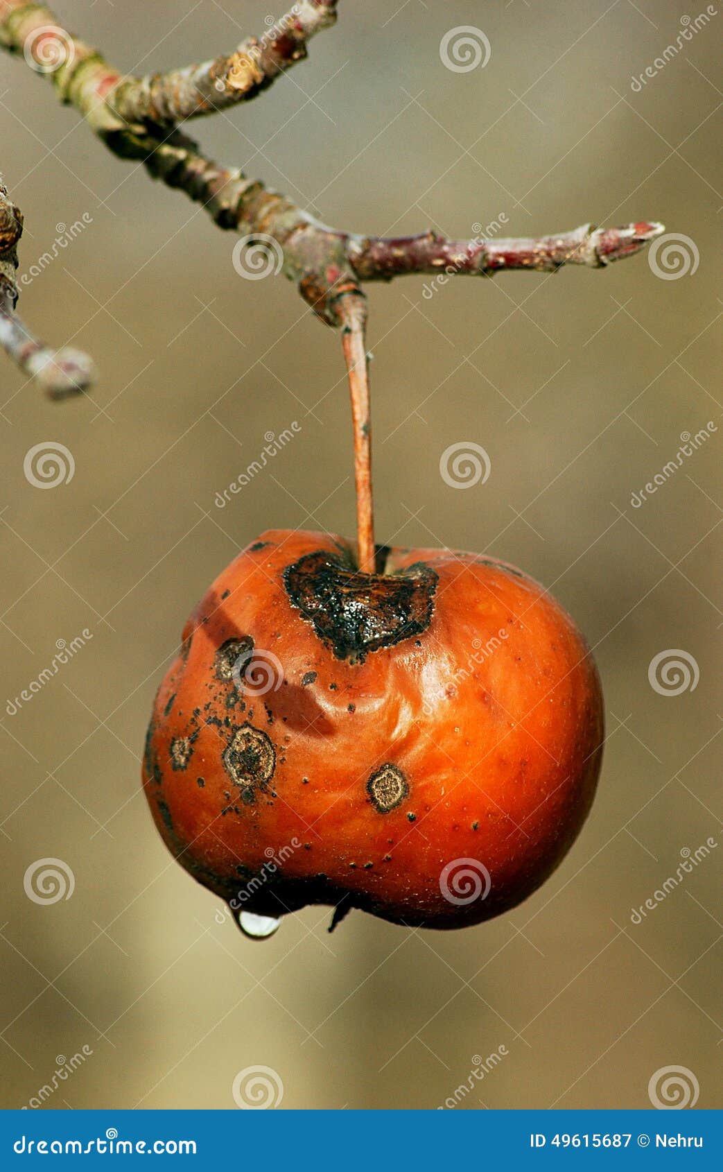 Old Winter Over Ripe Apple Stock Photos - Free & Royalty-Free Stock ...