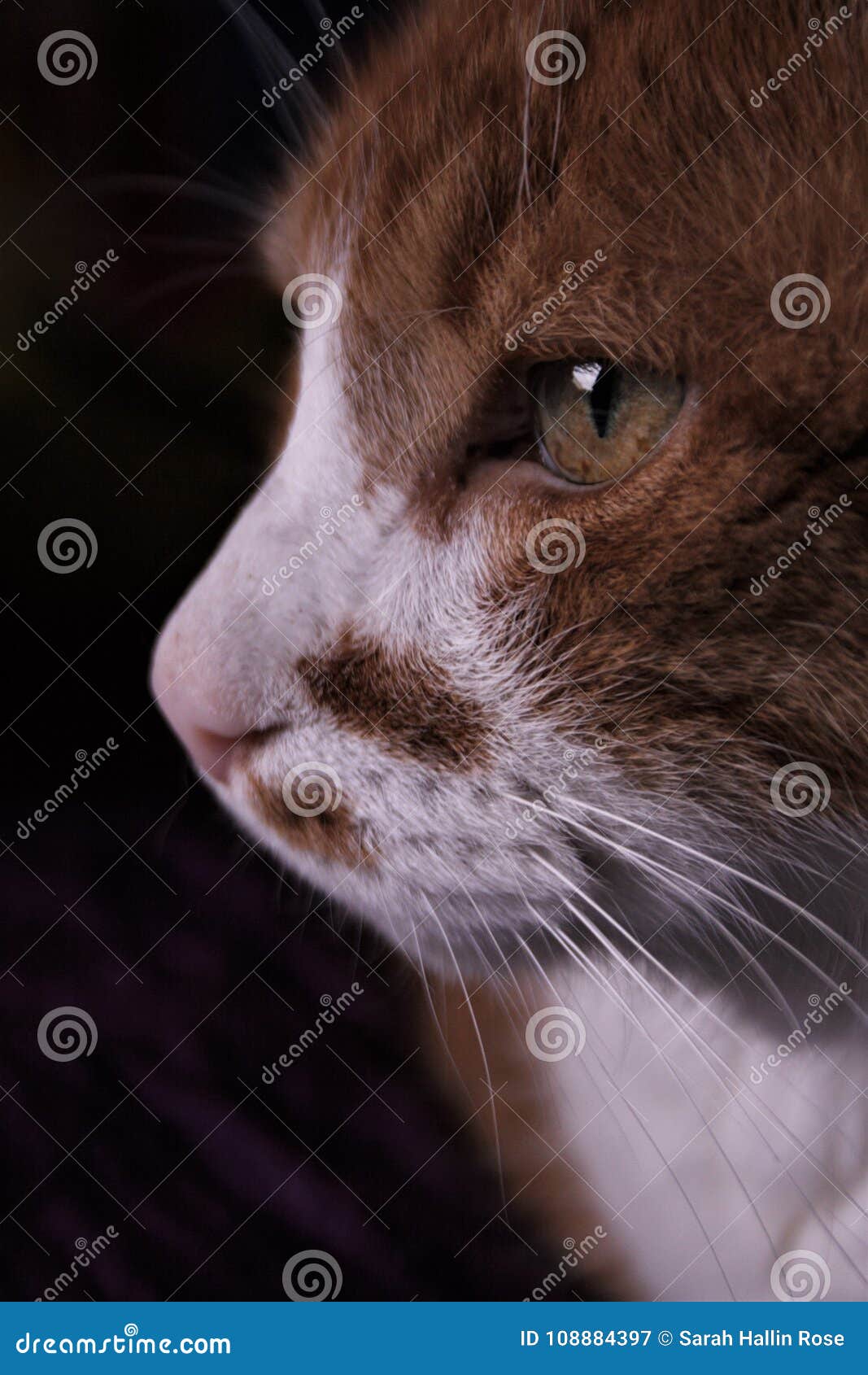 The old and wise cat stock image. Image of eyed, eyes - 108884397
