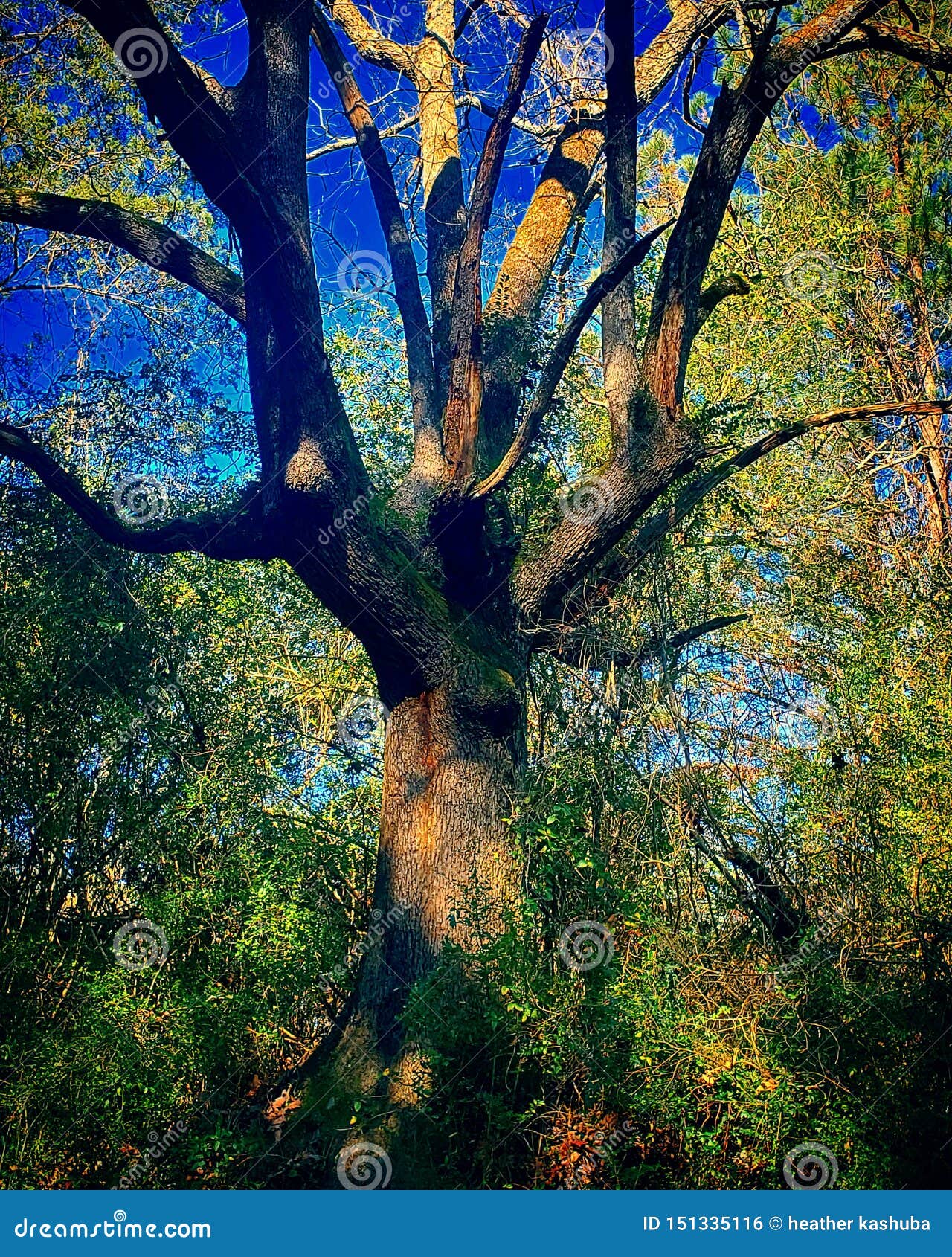 Witch Tree Or Little Cedar Spirit Tree Stock Photography ...