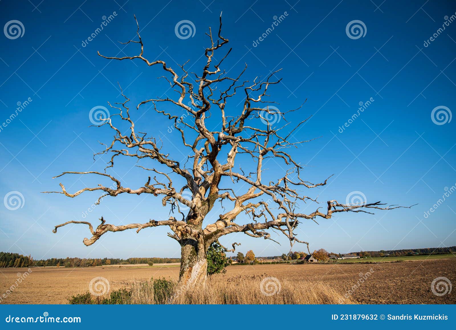 An Old, Withered Branched Oak in Field on a Sunny Evening and a Blue ...
