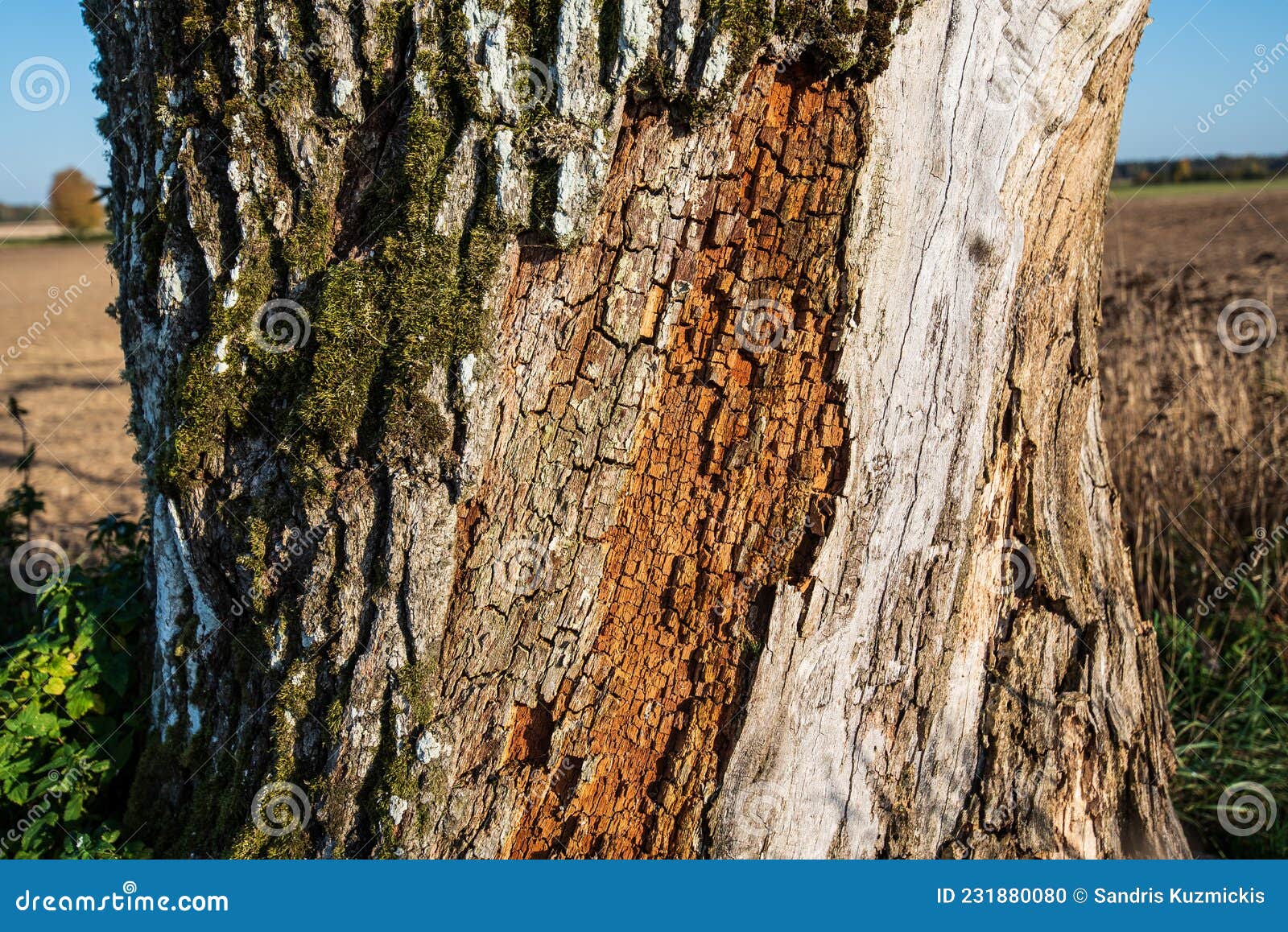An Old Withered Oak Trunk on a Sunny Evening Stock Photo - Image of ...