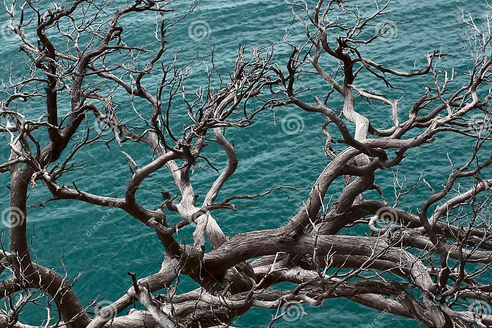 Old withered tree stock photo. Image of blue, river, stark - 23424332