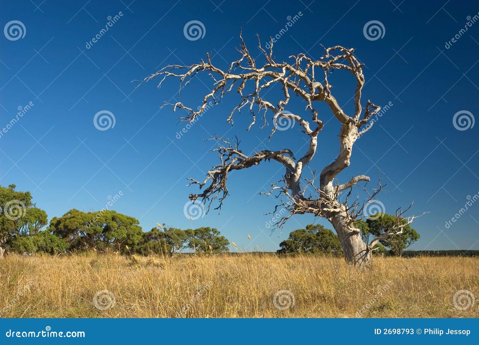 Withered Tree In The Park. Betula Pendula Tree, Silver Birch. Royalty ...
