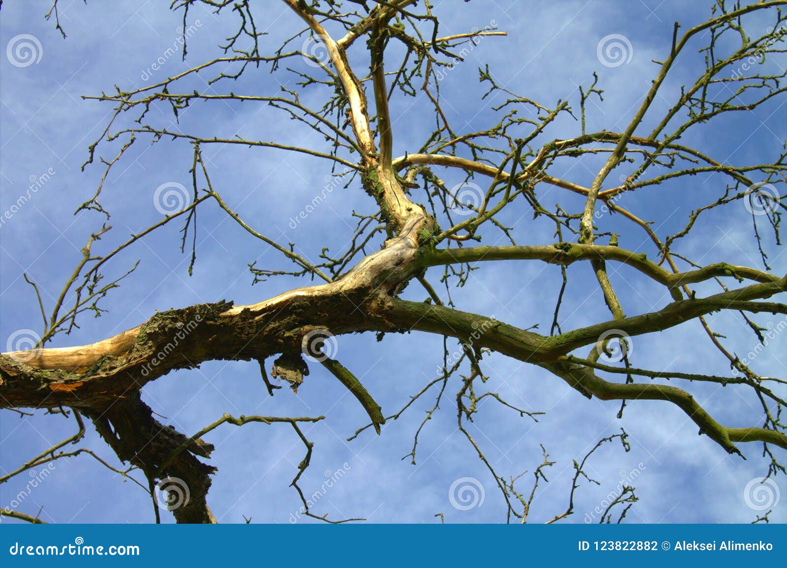 An Old Withered Tree Against a Blue Sky. Stock Photo - Image of tree ...