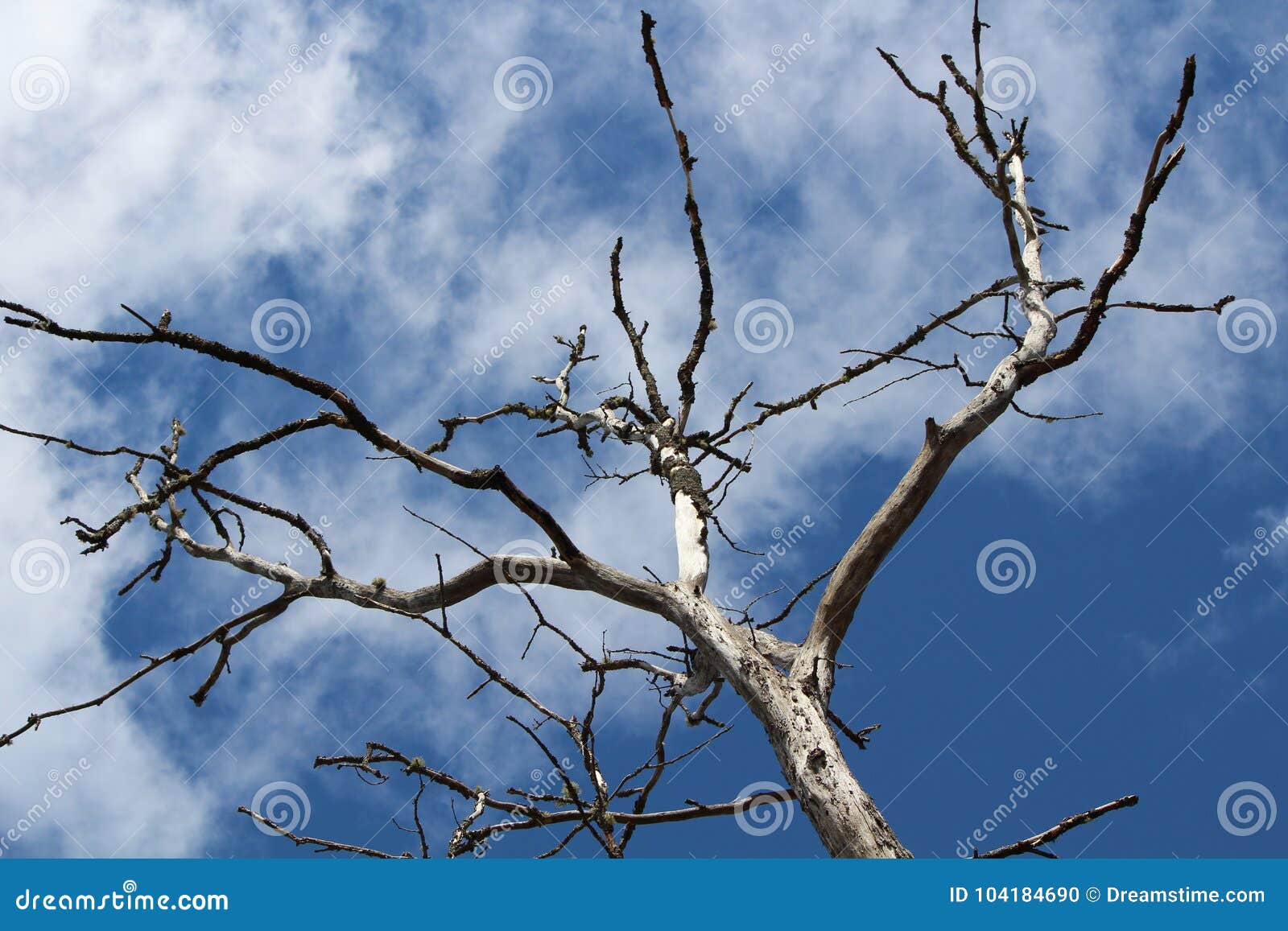 An old withered tree stock photo. Image of skynlonely - 104184690