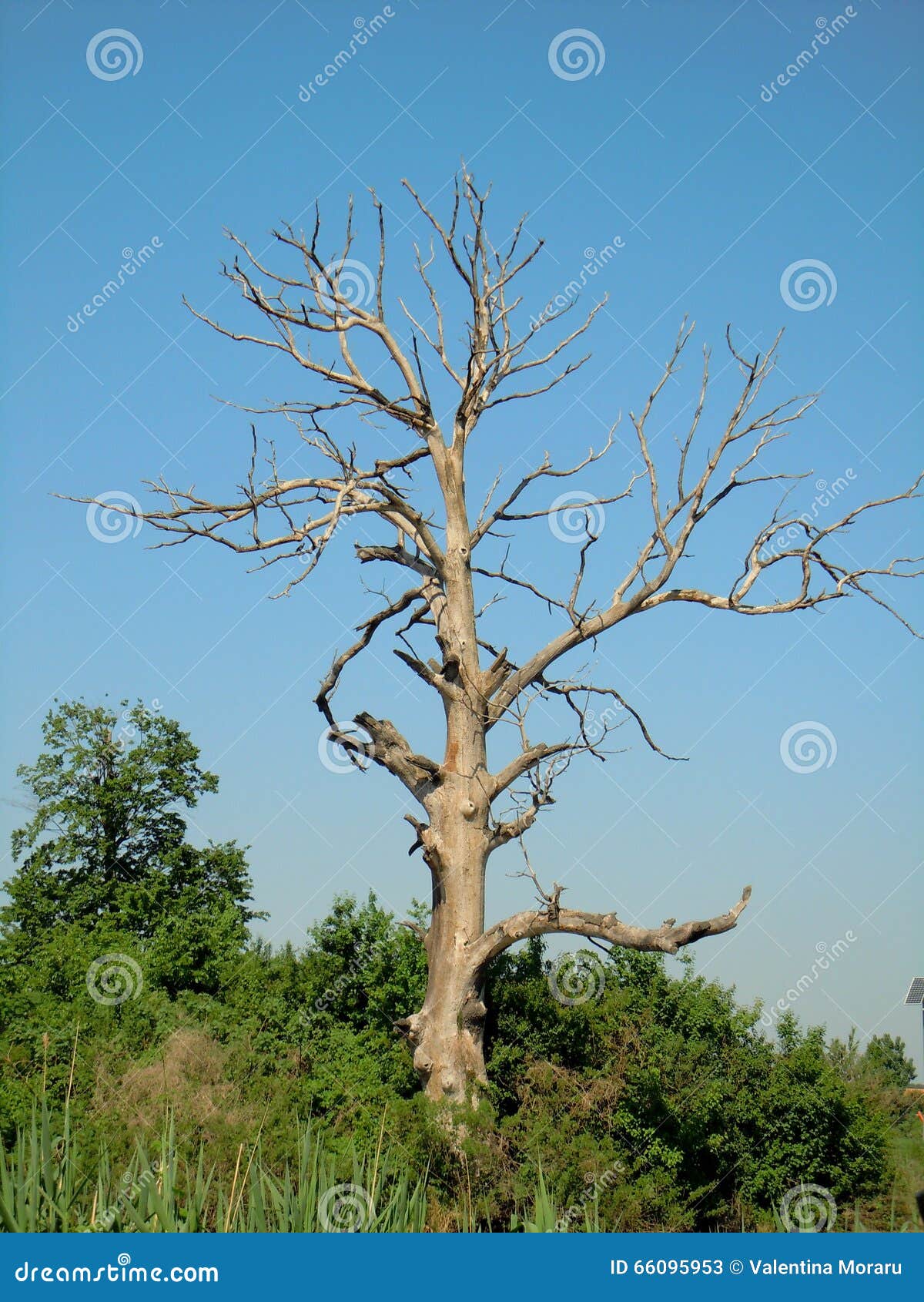 Old withered tree stock image. Image of failure, empty - 66095953