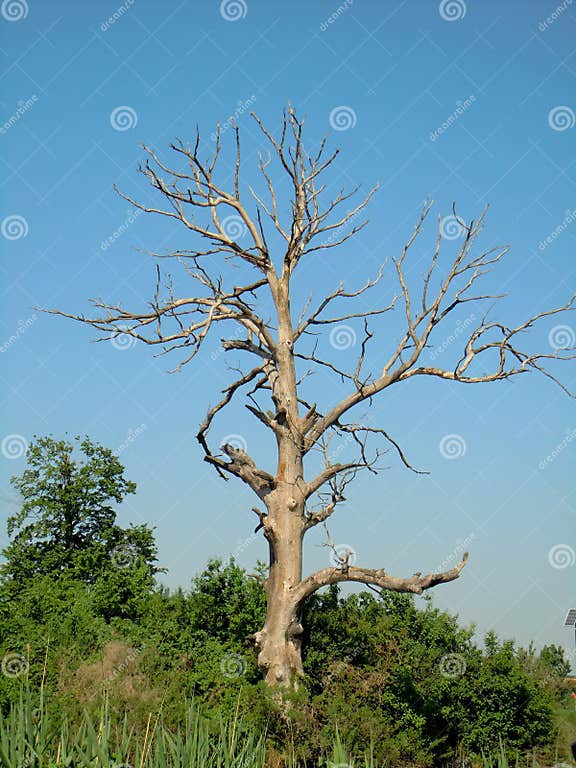 Old withered tree stock image. Image of failure, empty - 66095953