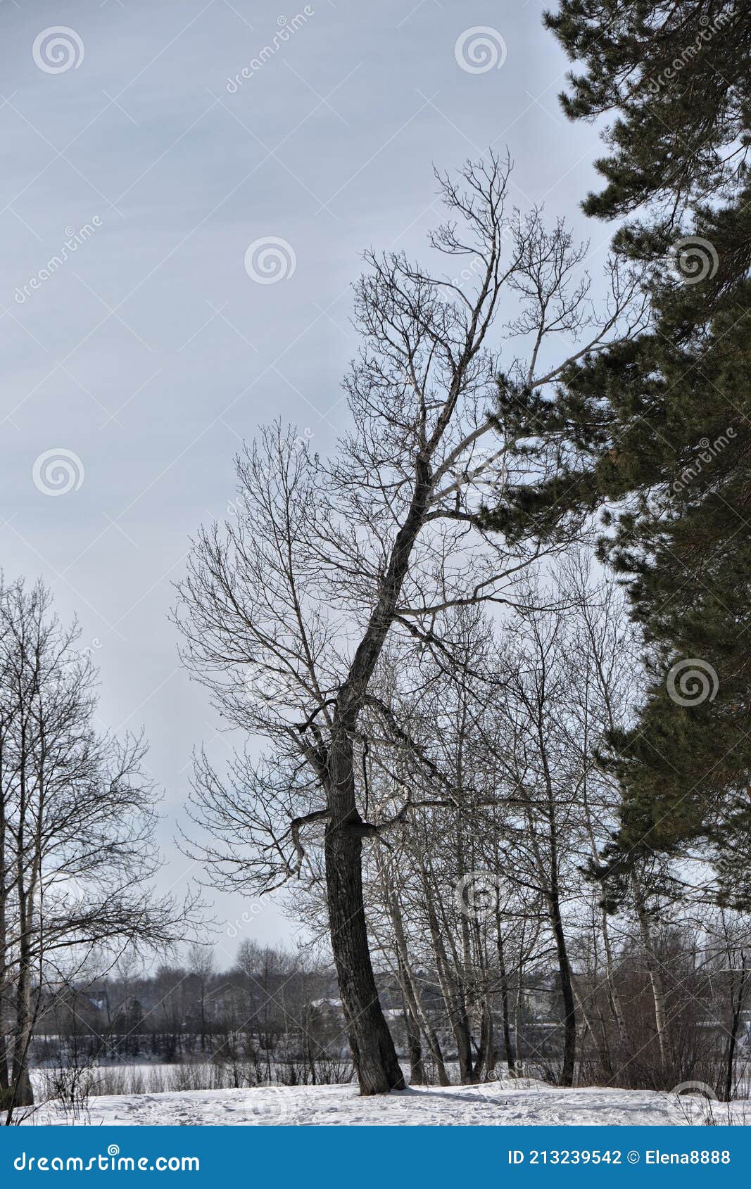 Old Withered Tree with a Deformed Trunk, Silhouettes of Bare Branches ...