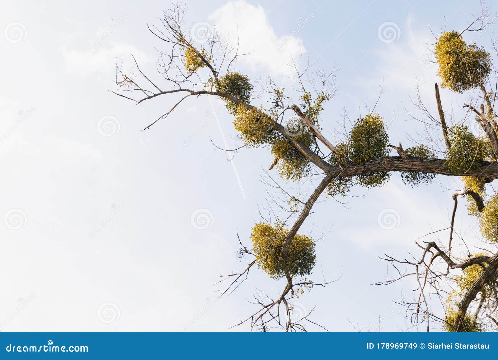 An Old Withered Tree with a Growth Stock Image - Image of death ...