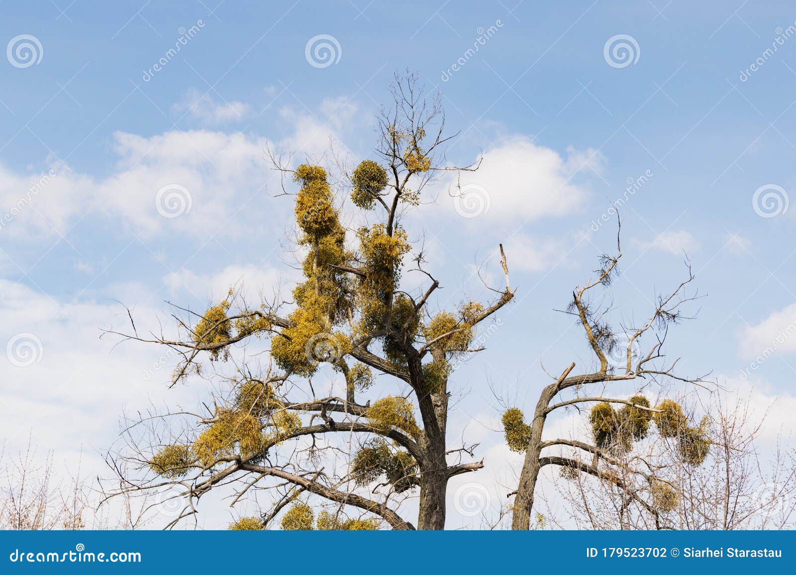 An Old Withered Tree with a Growth Stock Photo - Image of clear, death ...