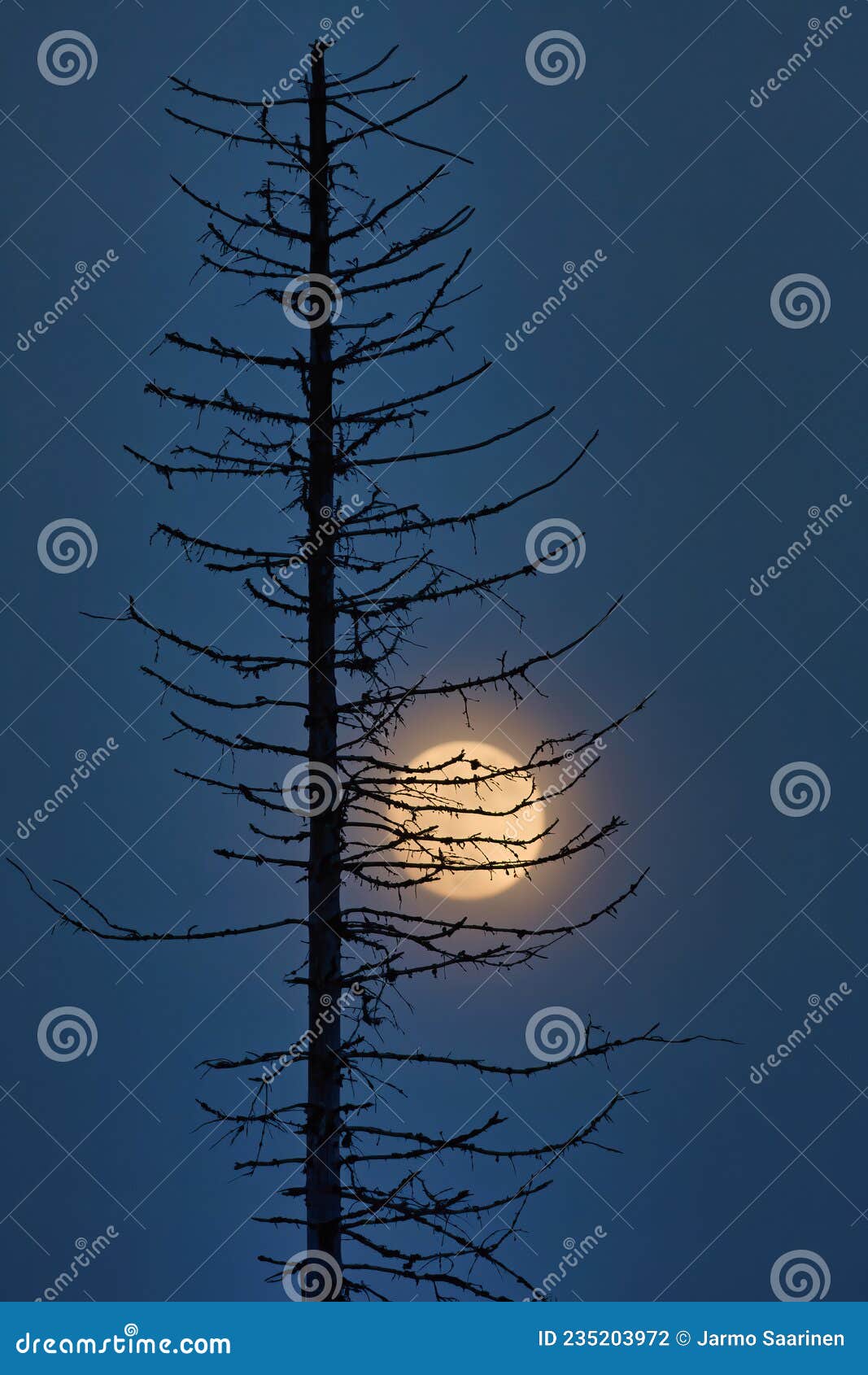Old withered tree and moon stock photo. Image of view - 235203972