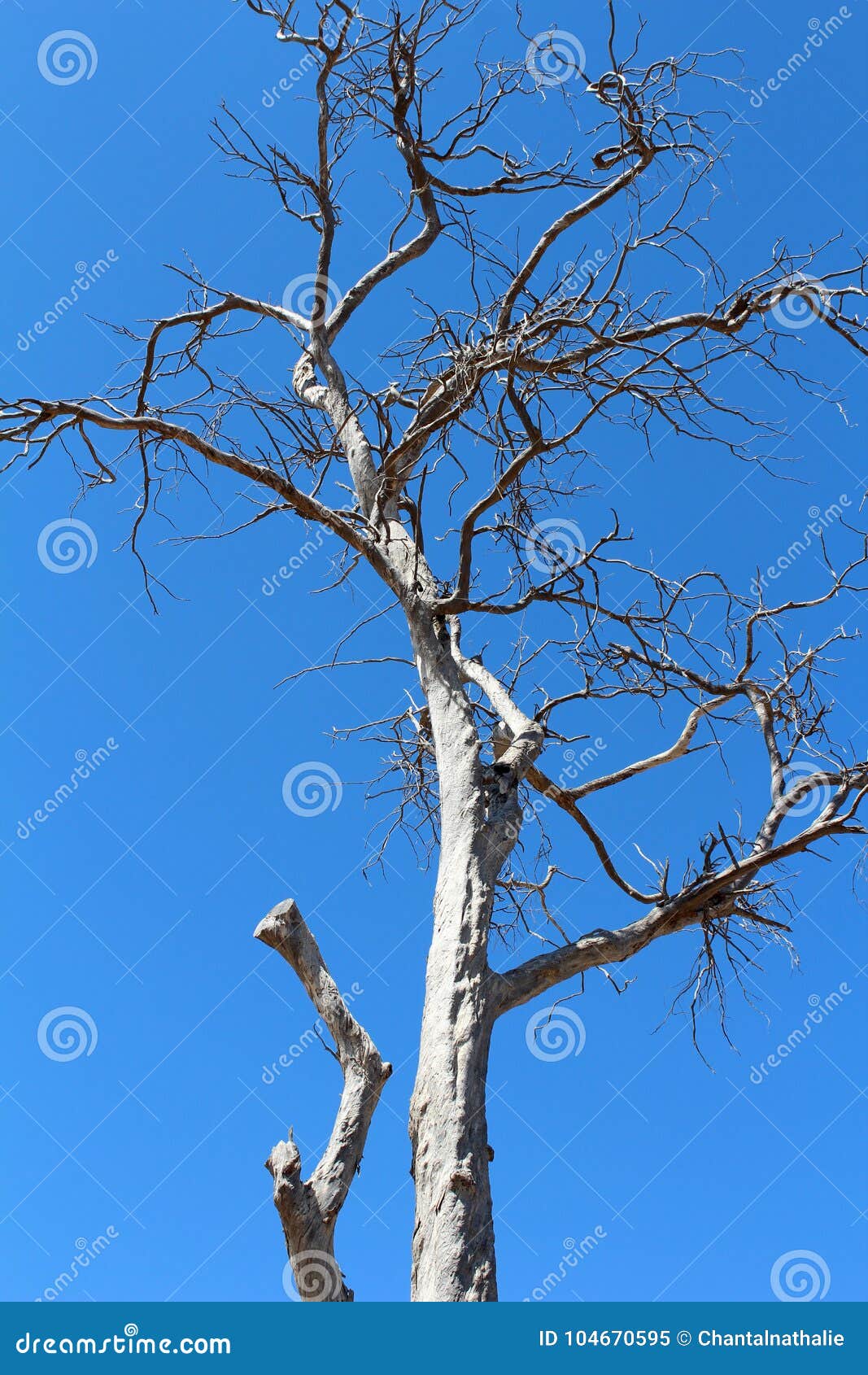 Old withered tree stock image. Image of tree, ecology - 104670595