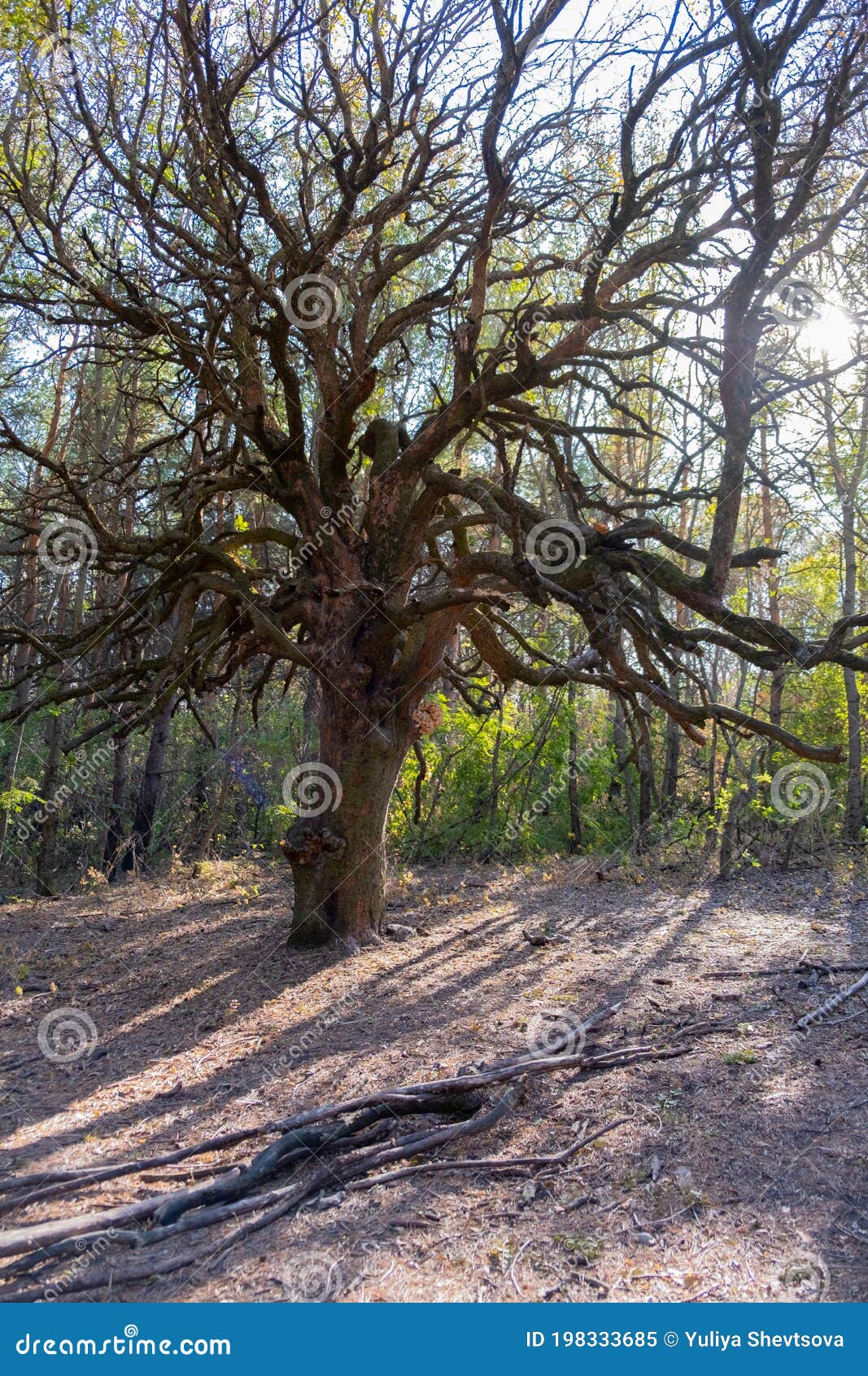An Old Withered Tree with Protruding Horizontally Branches in Sunny Day ...