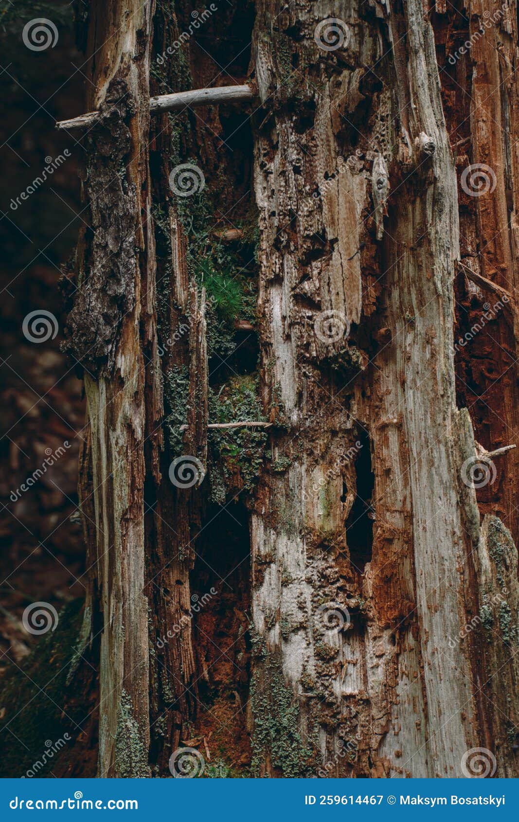 An Old Withered Tree. the Remains of an Old Tree in the Forest Stock ...