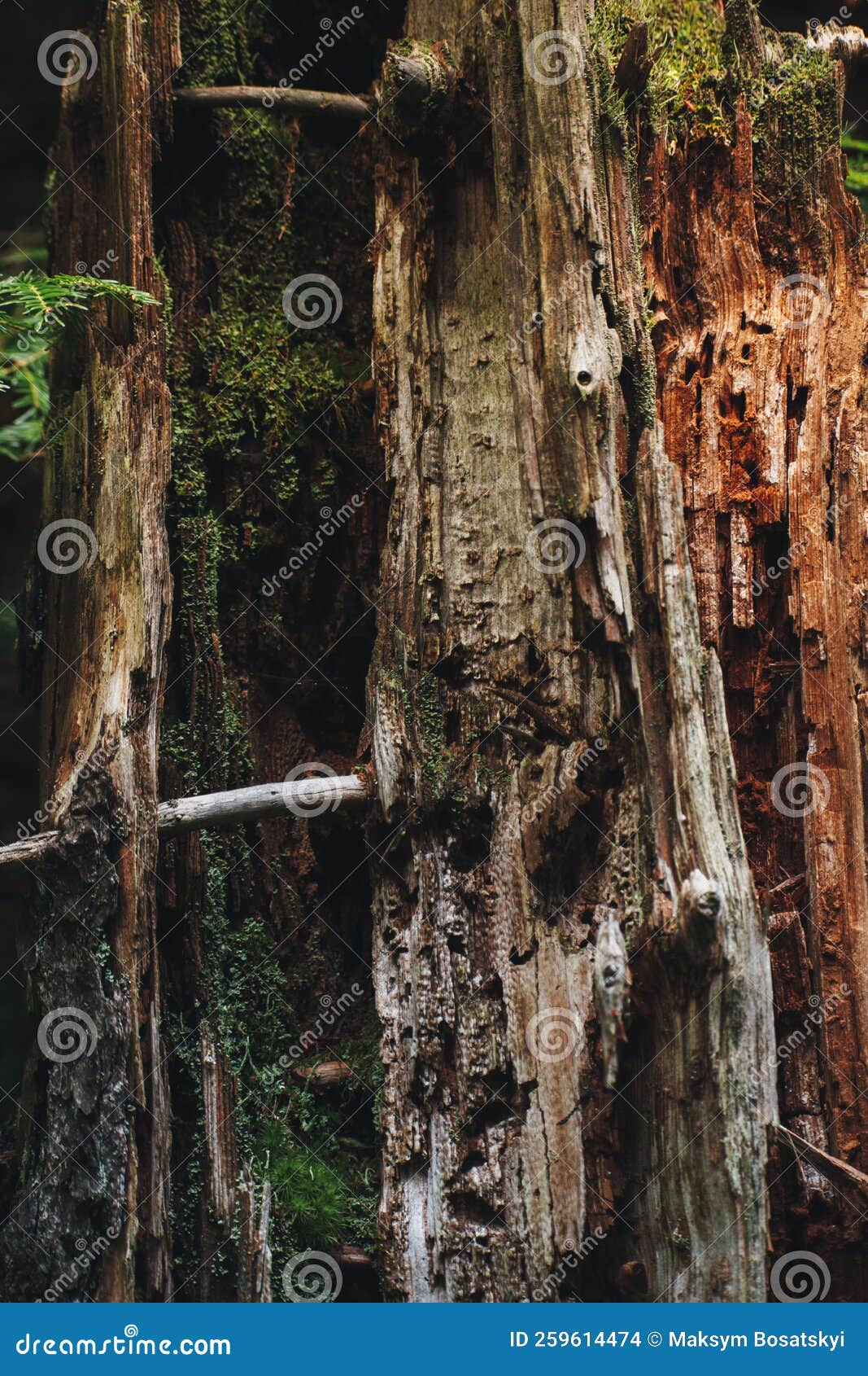 An Old Withered Tree. the Remains of an Old Tree in the Forest Stock ...