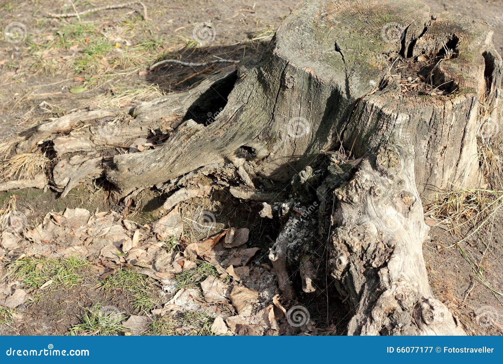 Old withered tree stump stock image. Image of withered - 66077177