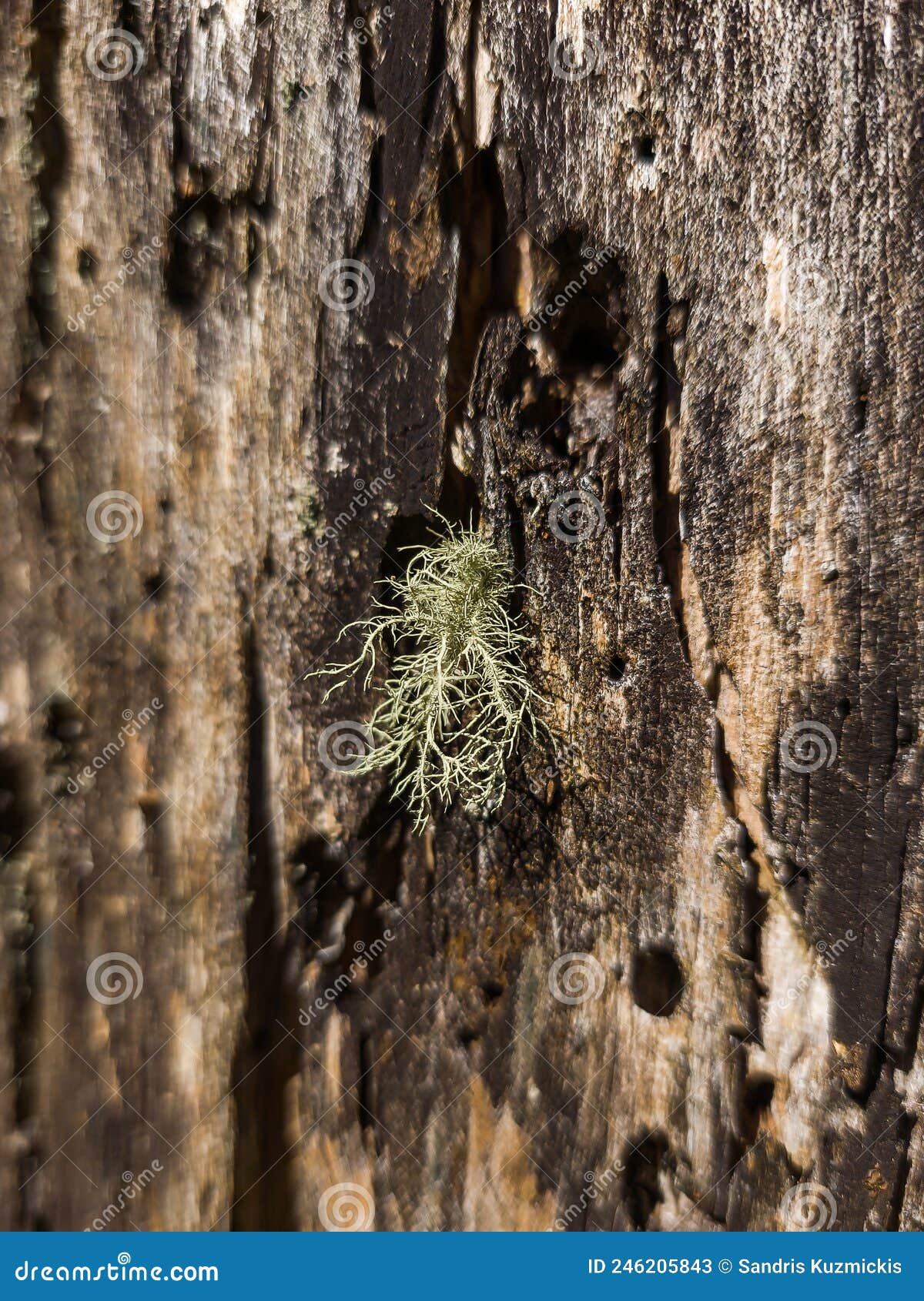An Old, Withered Tree with Worm Holes and Lichen Stock Image - Image of ...