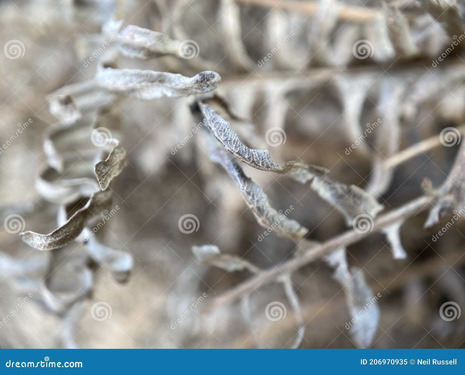 Old Withering Leaves stock image. Image of nature, outdoor - 206970935