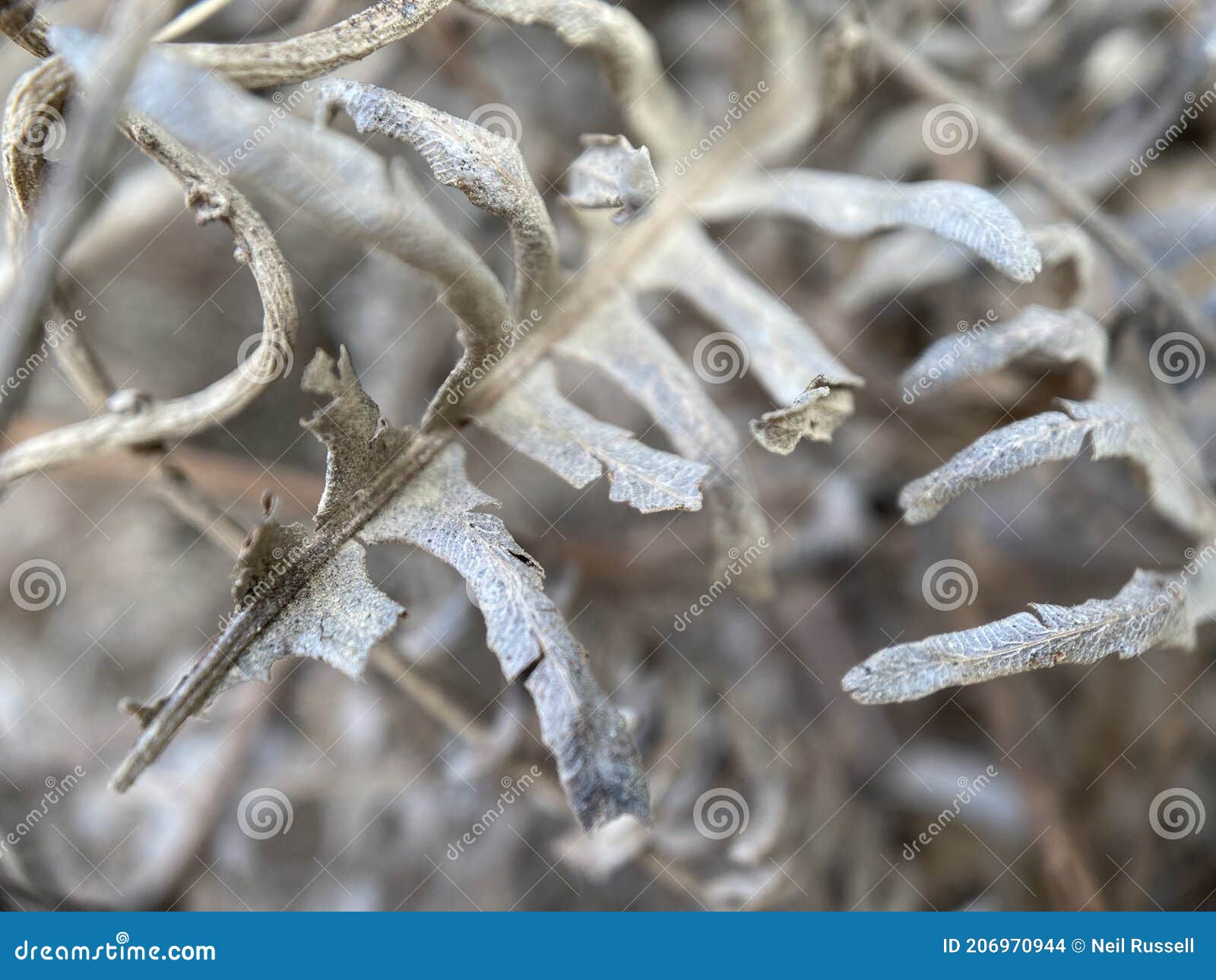 Old Withering Leaves stock photo. Image of withering - 206970944