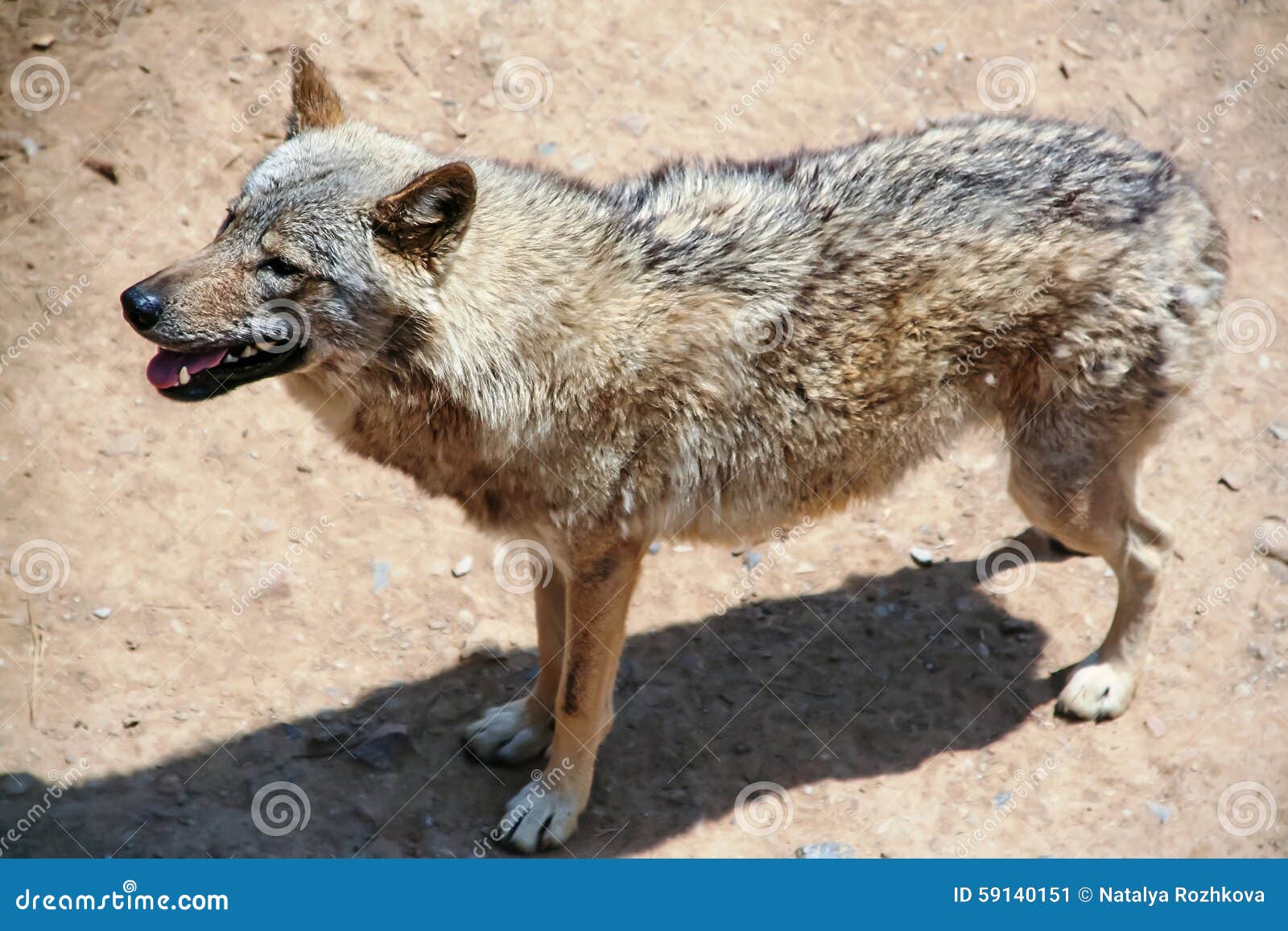 Old wolf. stock image. Image of feed, forests, food, bright - 59140151