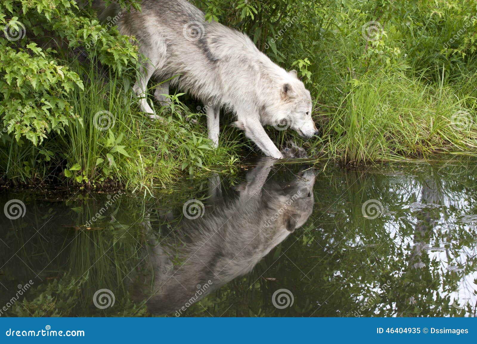 Old Wolf Drinking Stock Photo - Image: 46404935
