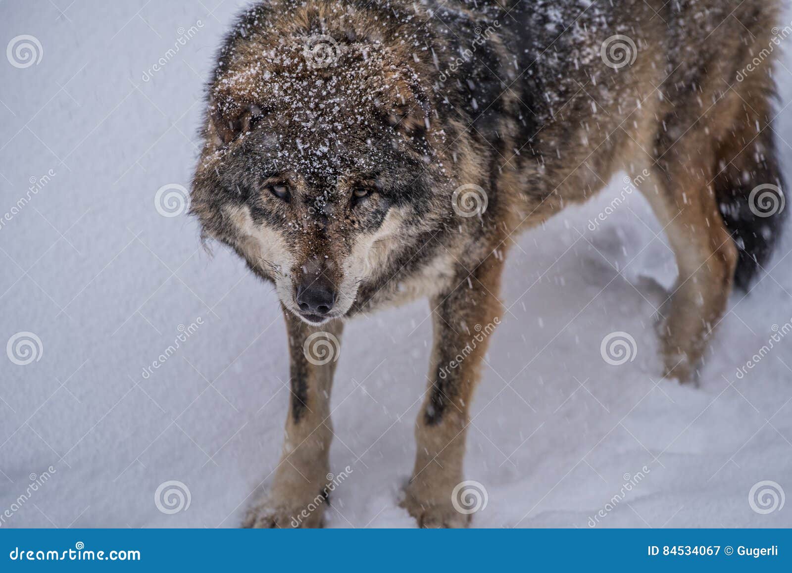 Old Wolf stock image. Image of lupus, eyes, snowy, brow - 84534067