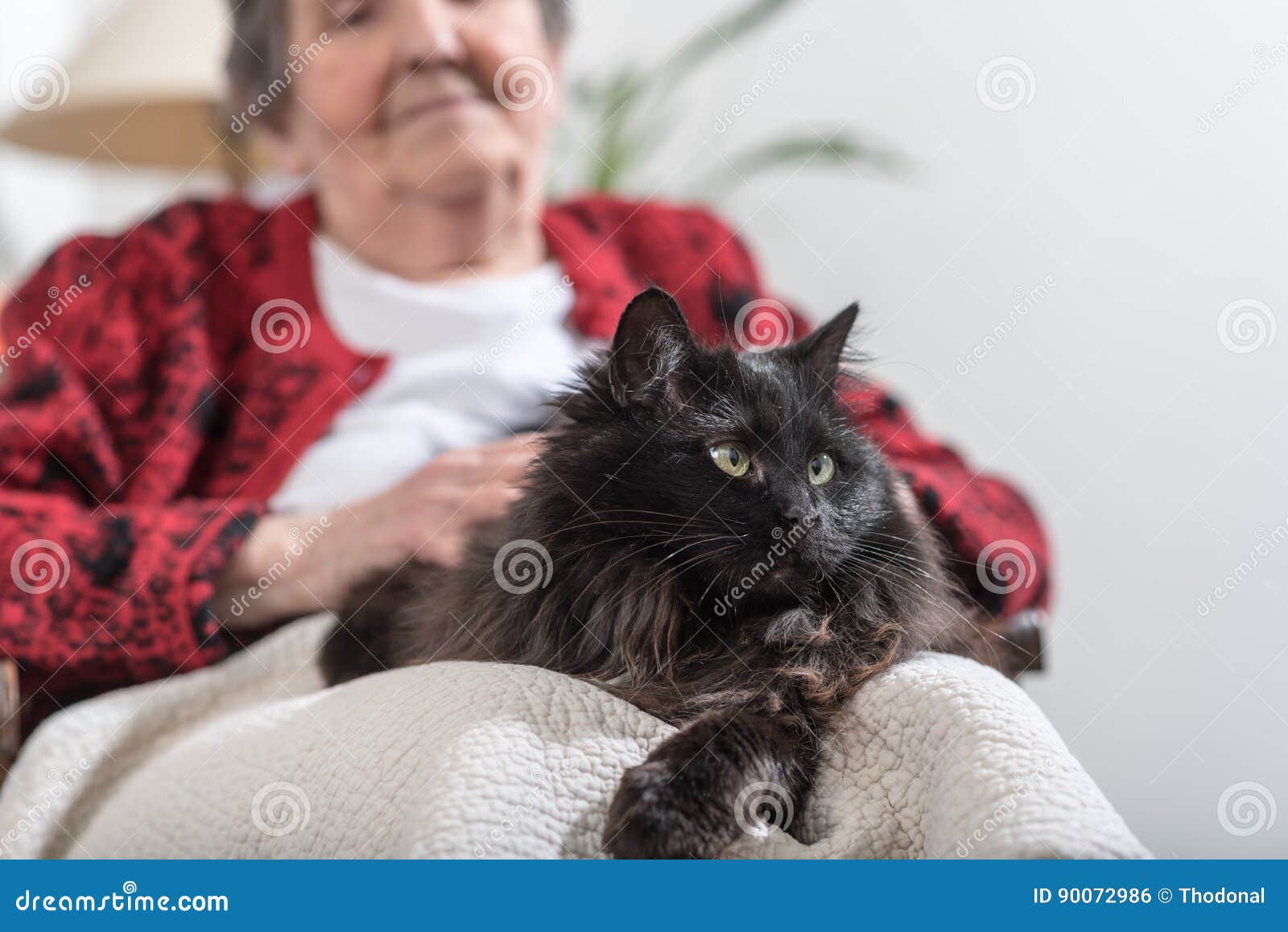 Old woman with her cat stock photo. Image of woman, animal - 90072986