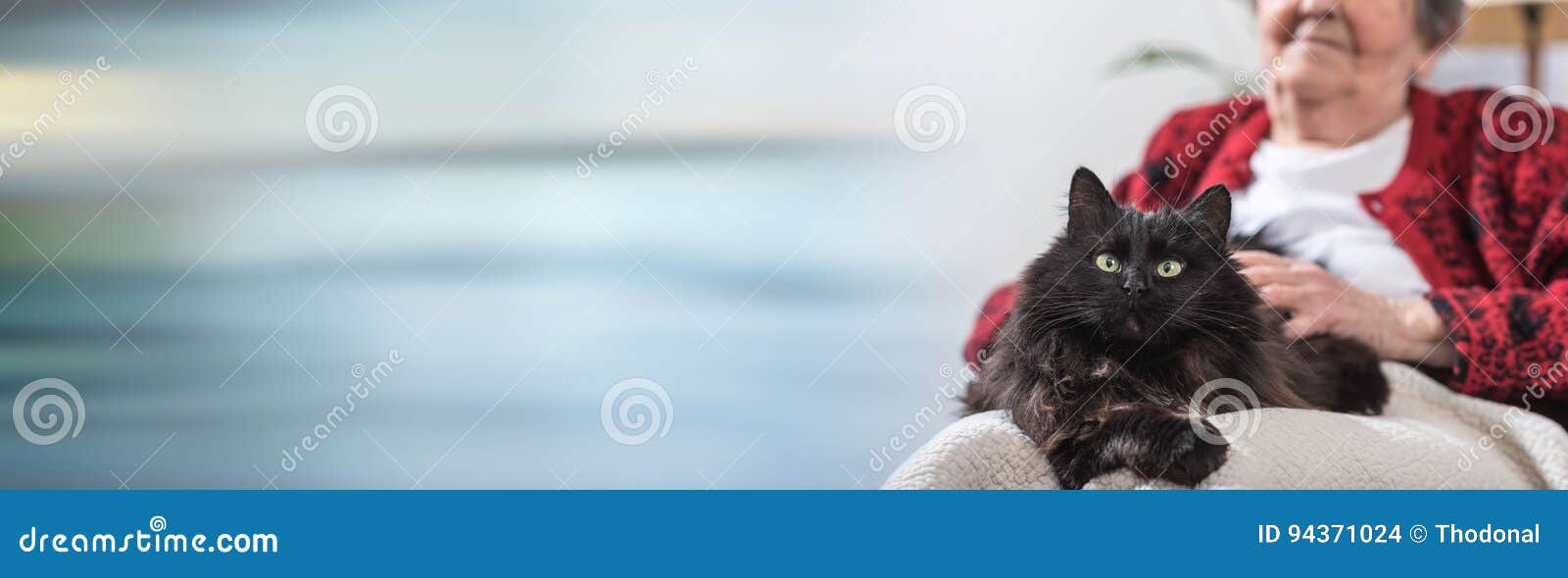 Old woman with her cat stock photo. Image of home, grandmother - 94371024