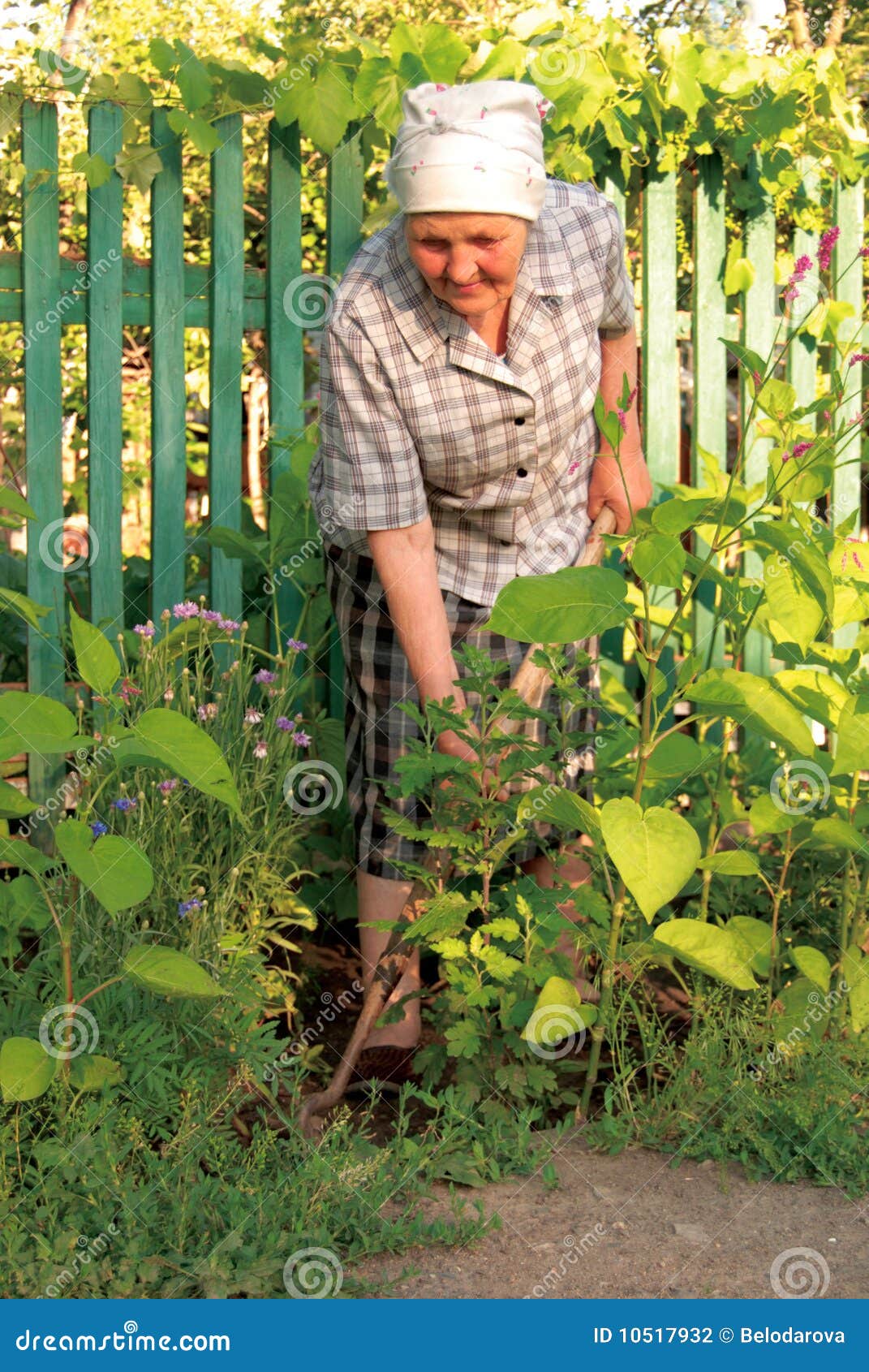 Old woman working stock photo. Image of growing, farm - 10517932