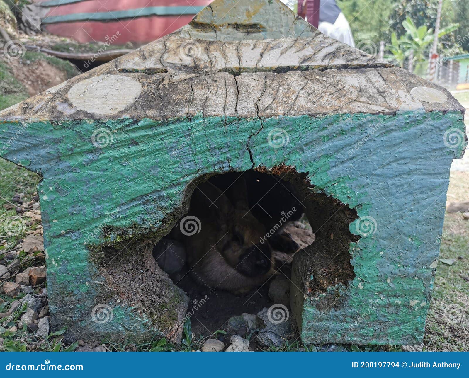 Old Wood Barn with Rabbit Inside the Hole. Stock Photo - Image of ...