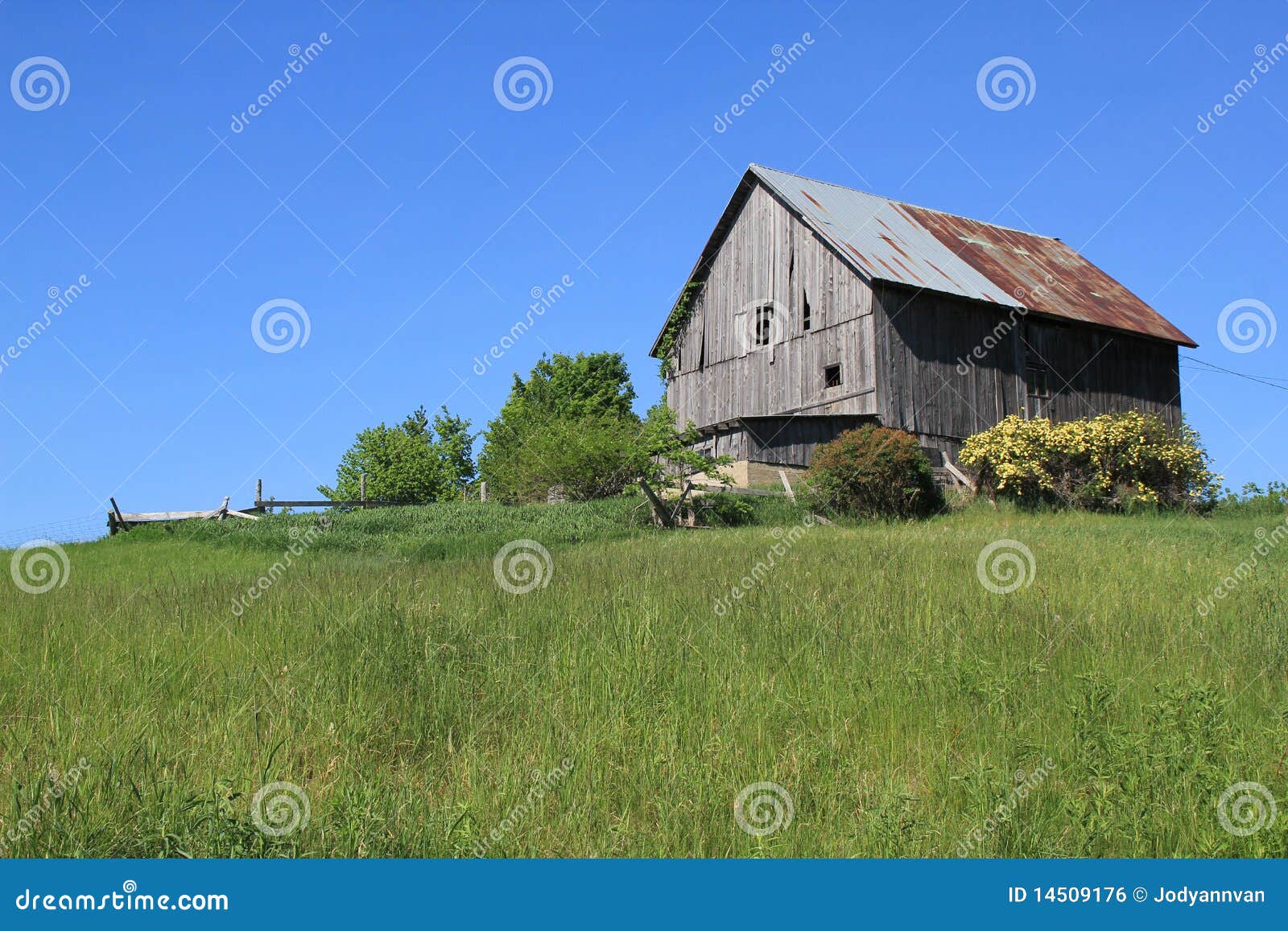 Old wood barn with roses stock photo. Image of roses - 14509176