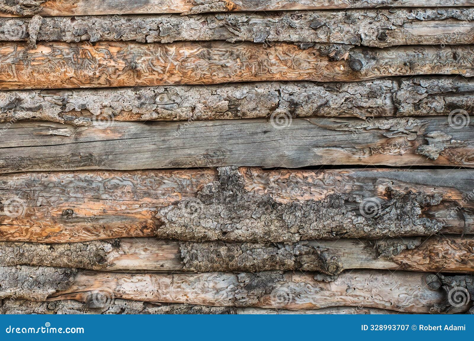 Peeling Bark On Eucalyptus Tree Trunk Royalty-Free Stock Photography ...