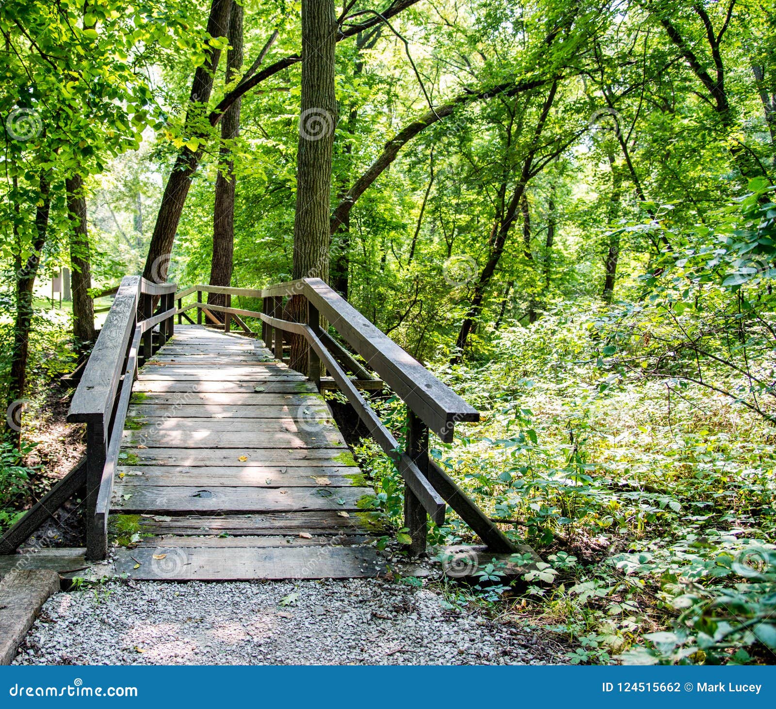 Old wood bridge in forest stock photo. Image of landscape - 124515662