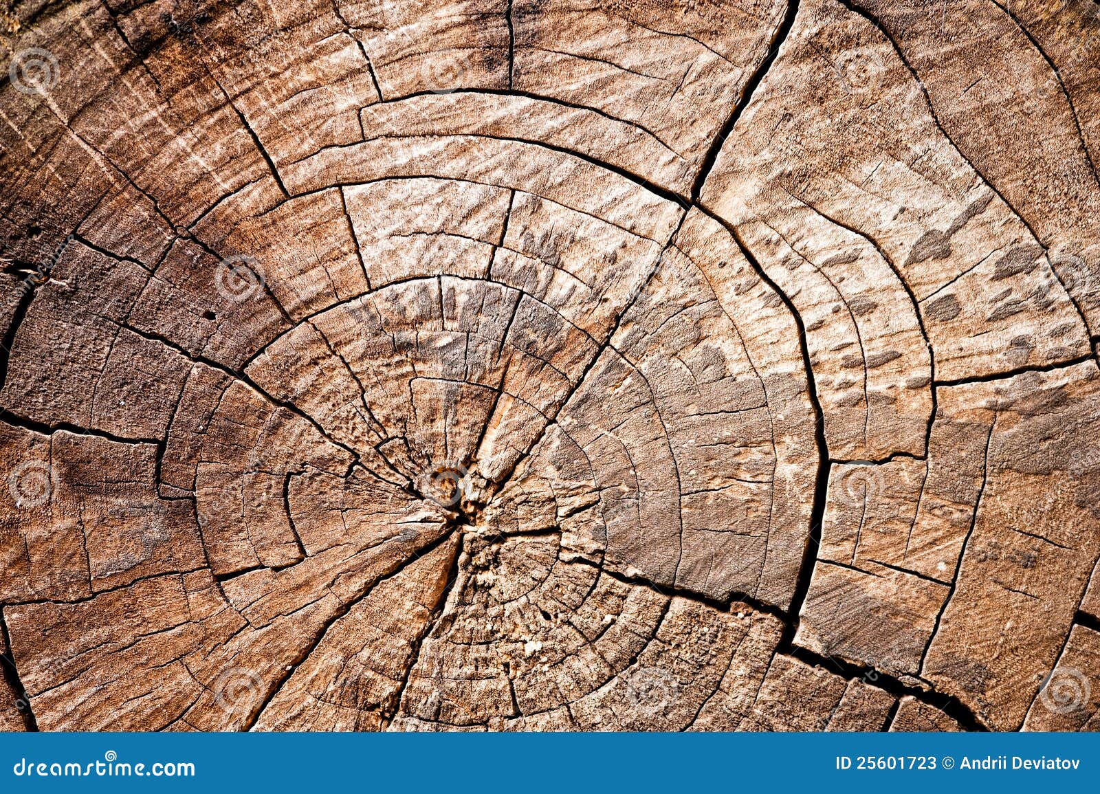 Old wood cut texture stock image. Image of pattern, material - 25601723