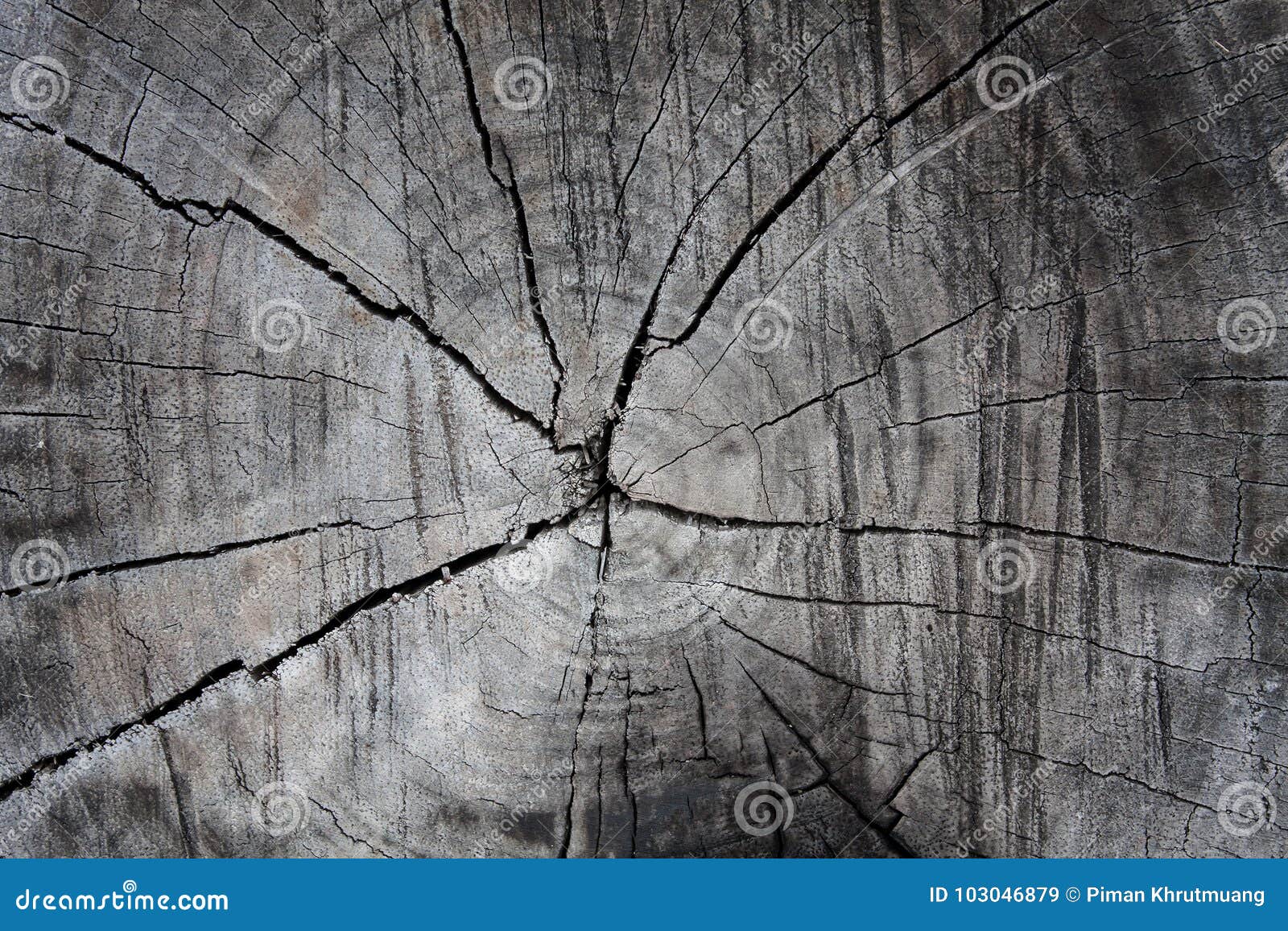 Wood Cut Texture Background Stock Image - Image of plant, ring: 103046879
