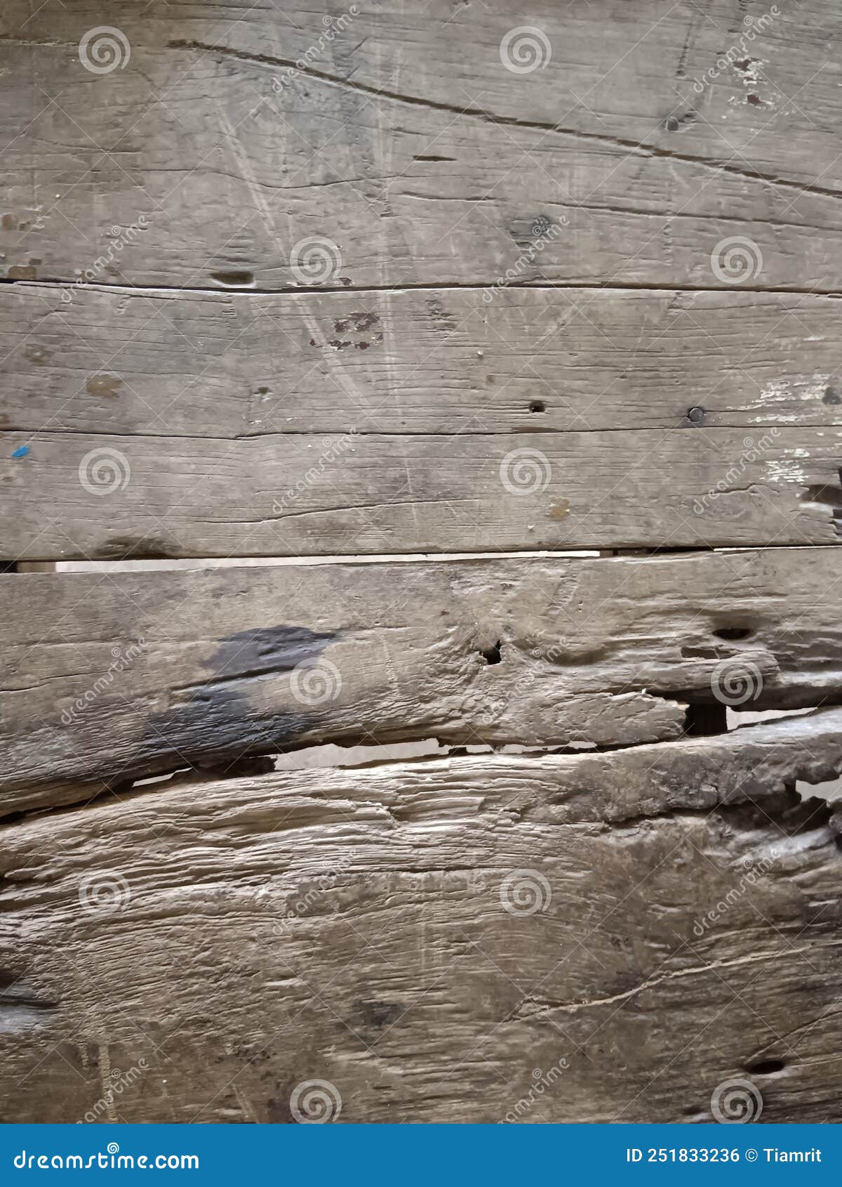 Old wood grain. stock photo. Image of pattern, transformation - 251833236