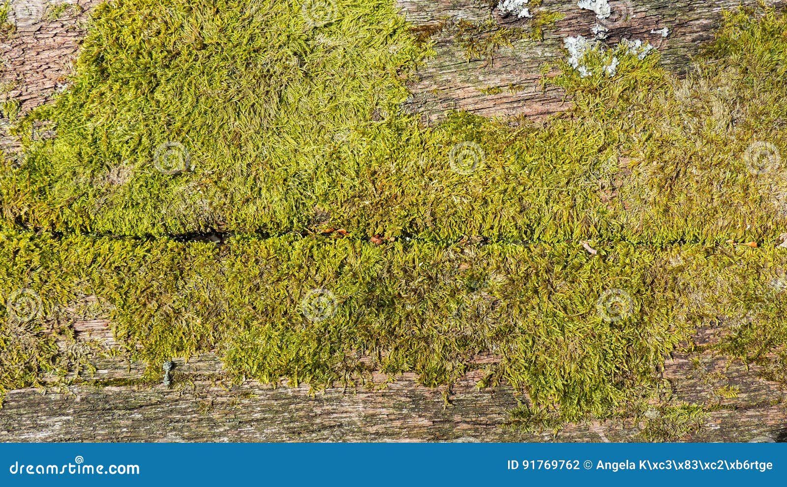 Old wood with moss stock photo. Image of paint, mold - 91769762