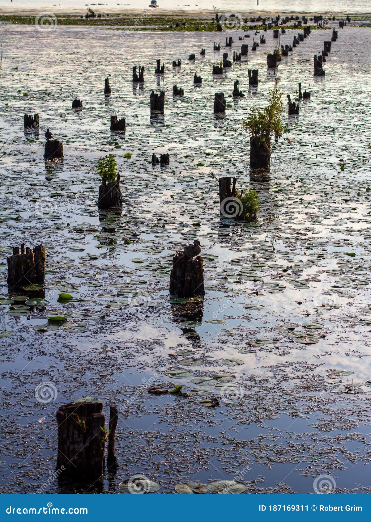 Old Wood Pilings in the Water Surrounded by Plants Stock Image - Image ...