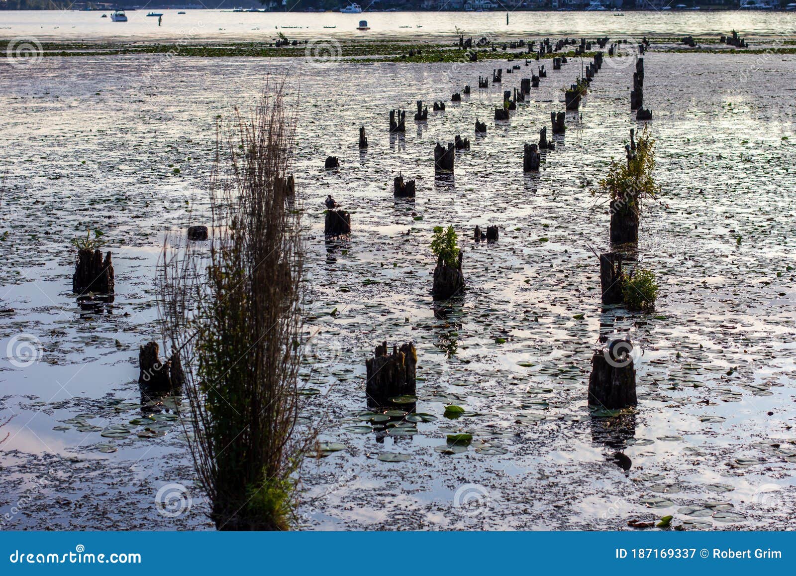 Old Wood Pilings in the Water Surrounded by Plants Stock Image - Image ...