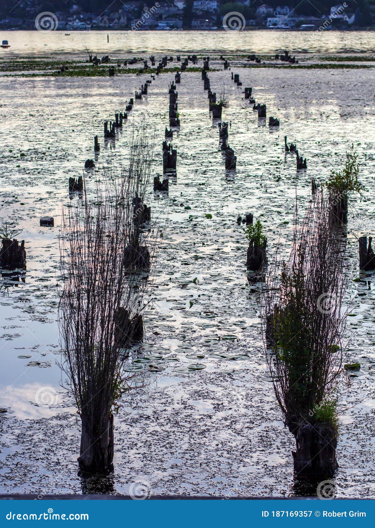 Old Wood Pilings in the Water Surrounded by Plants Stock Image - Image ...
