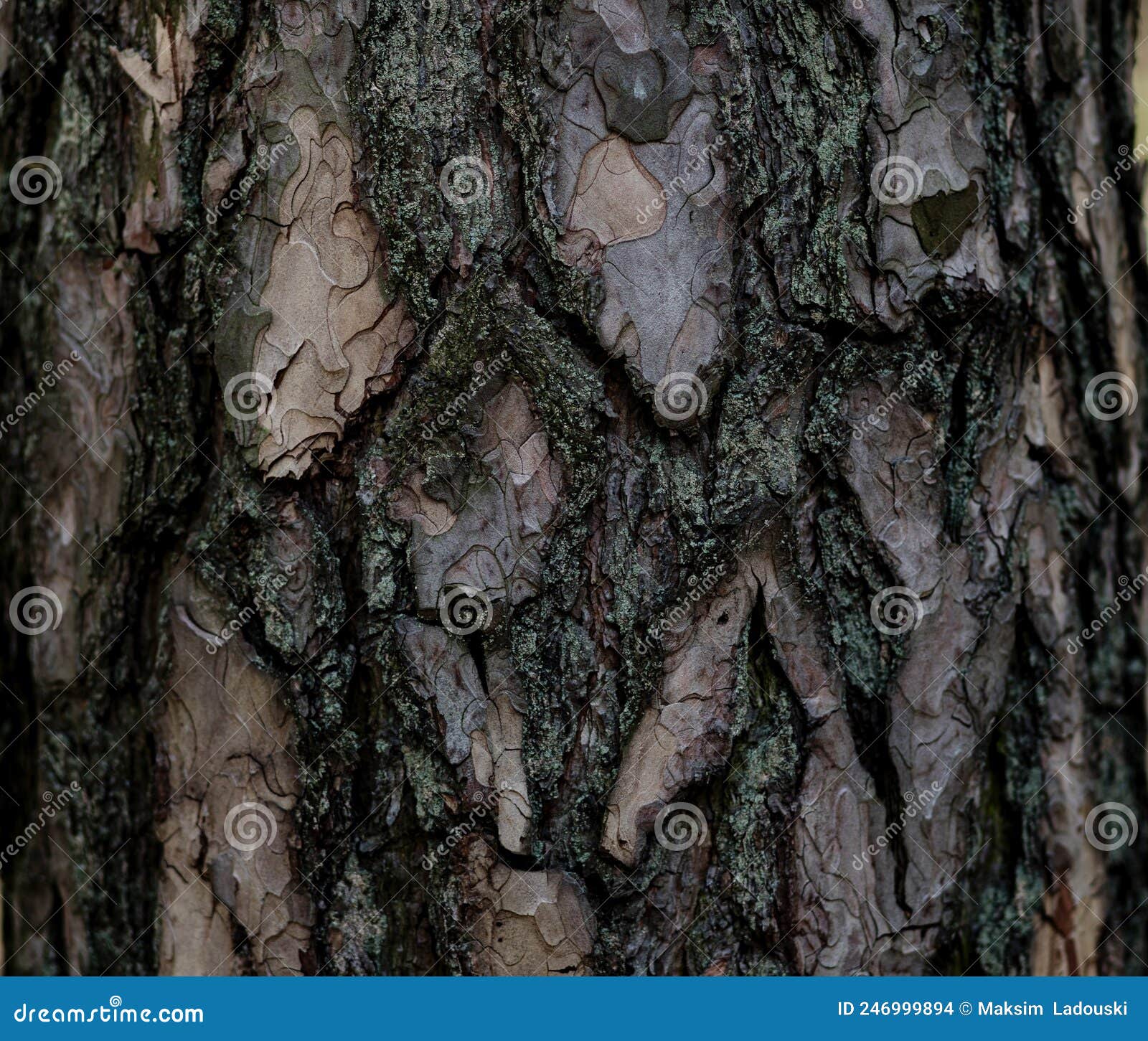 Old Wood Pine Tree Background Stock Photo - Image of pattern, macro ...